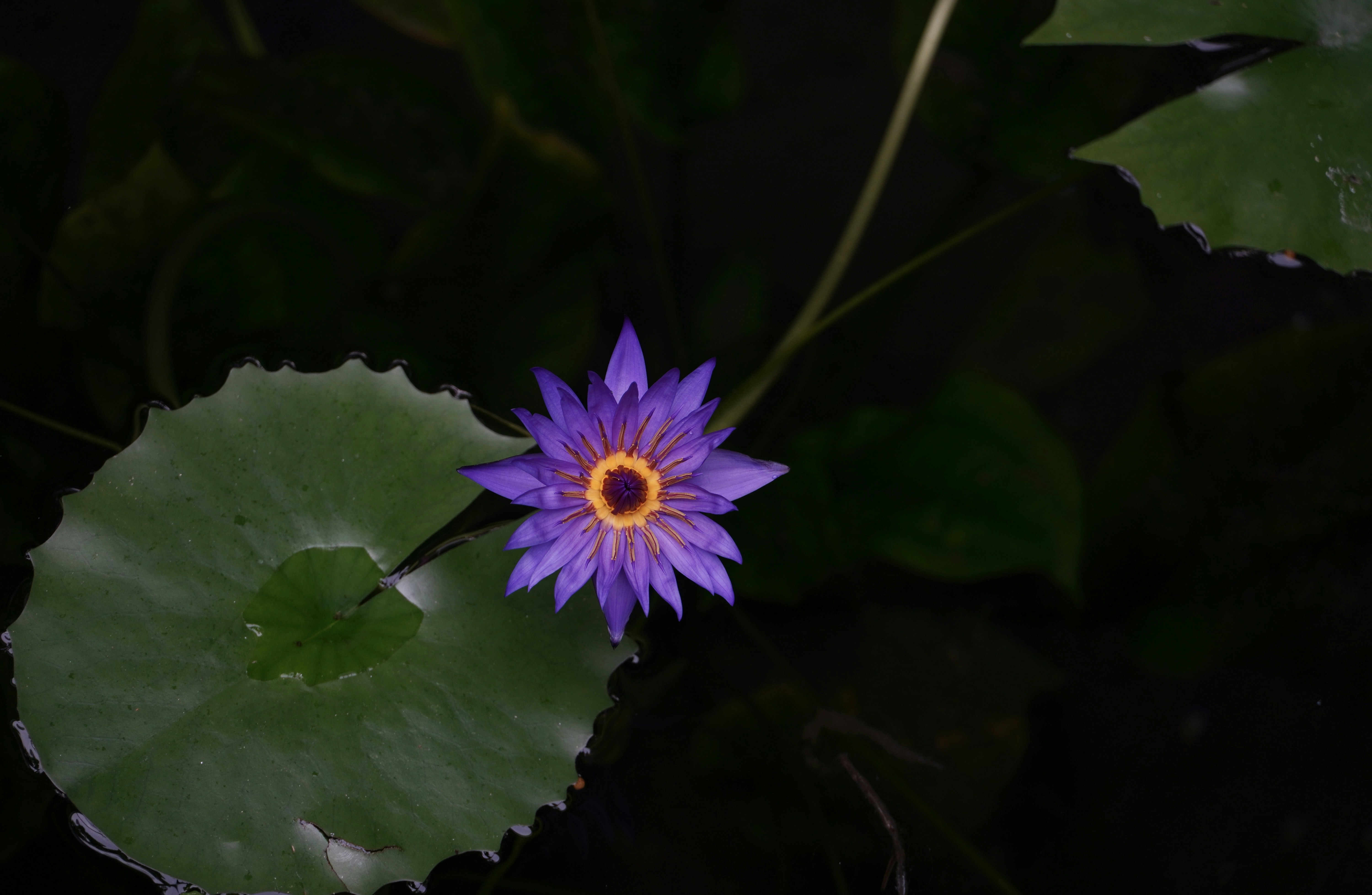 Midnight Violet: A Purple Water Lily Emerges from Shadowed Pond