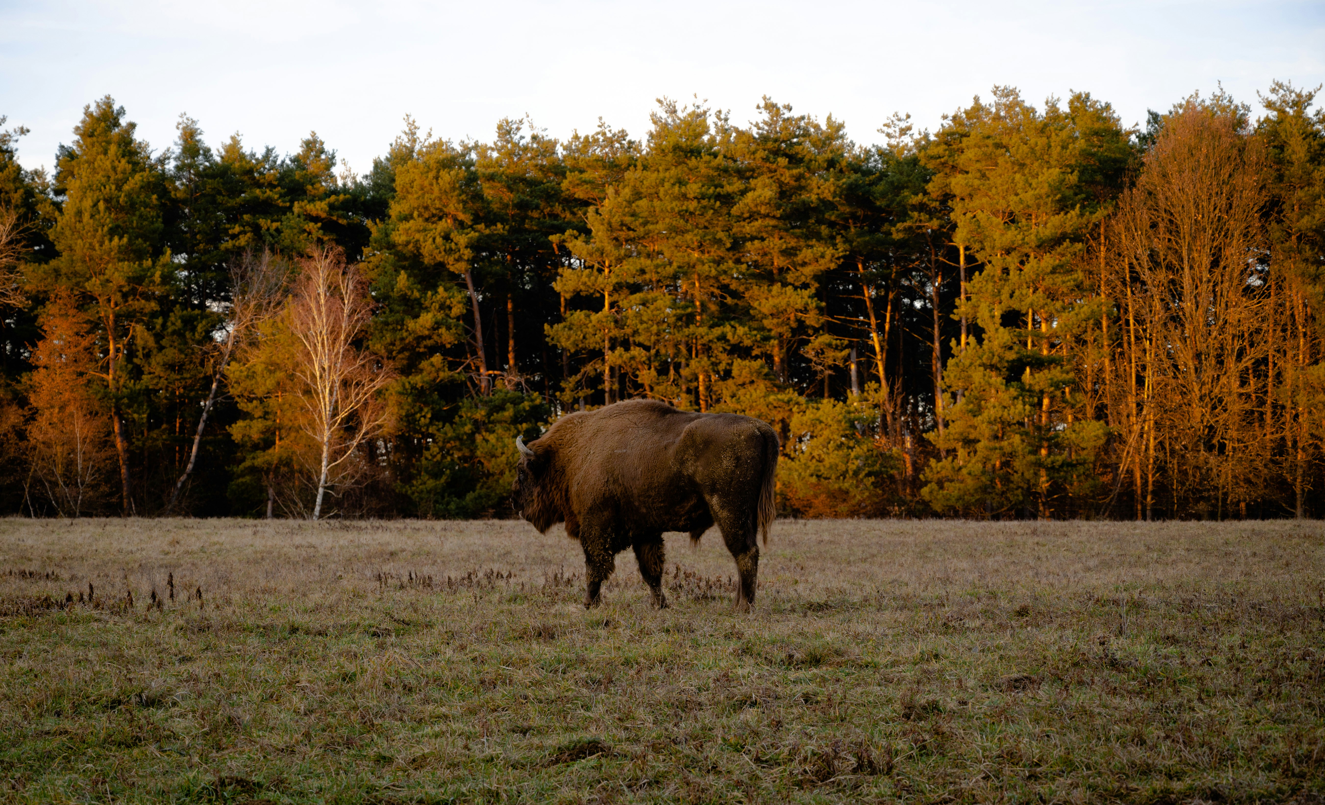 Photo by Norbert Buduczki with Nikon Z6