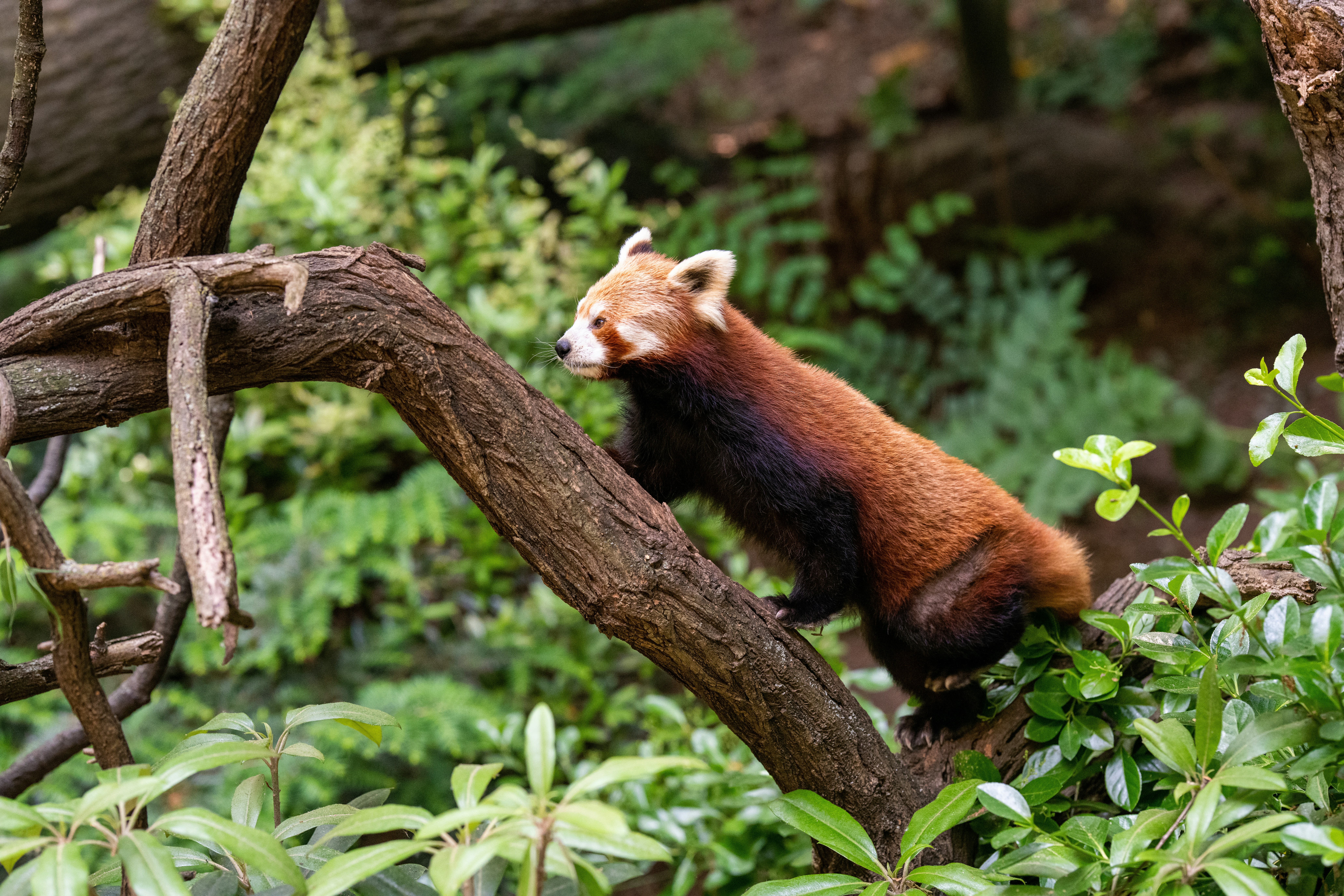 A red panda sitting on top of a tree branch photo – Free Bronx zoo ...
