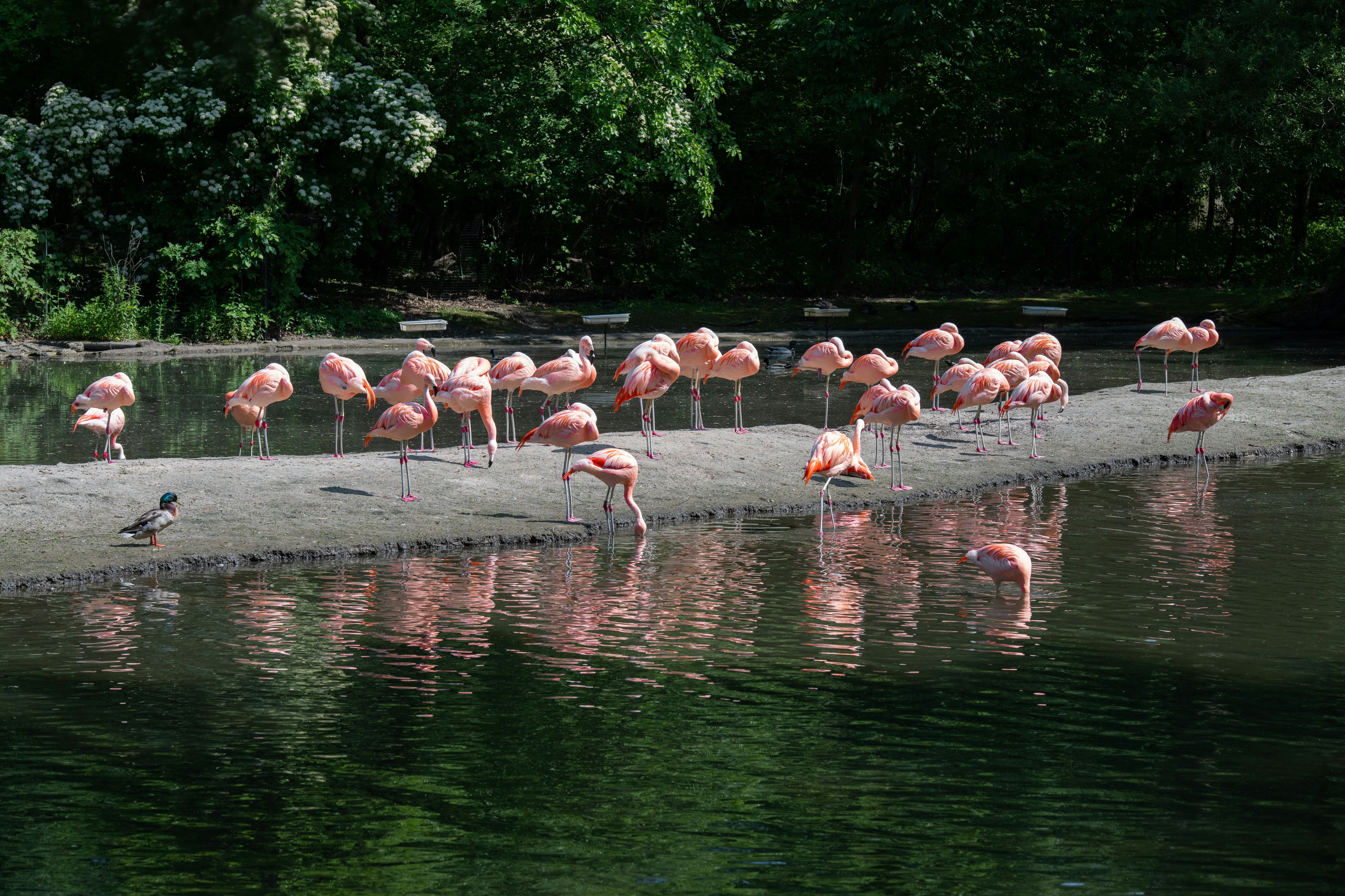 A flock of flamingos standing on top of a lake photo – Free Bronx zoo ...