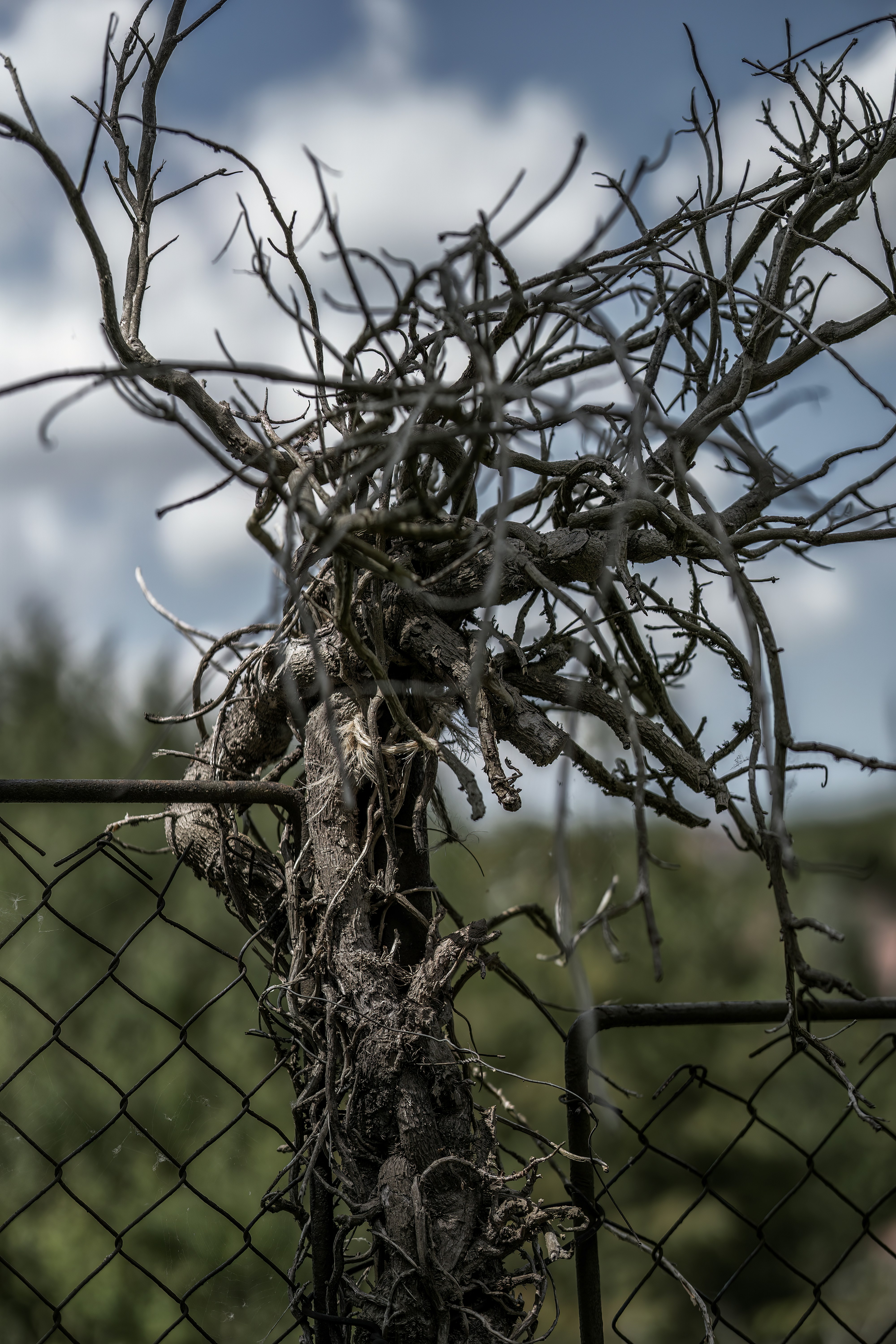 Tangled Noir: Dry Branches Clinging to a Chain-Link Fence
