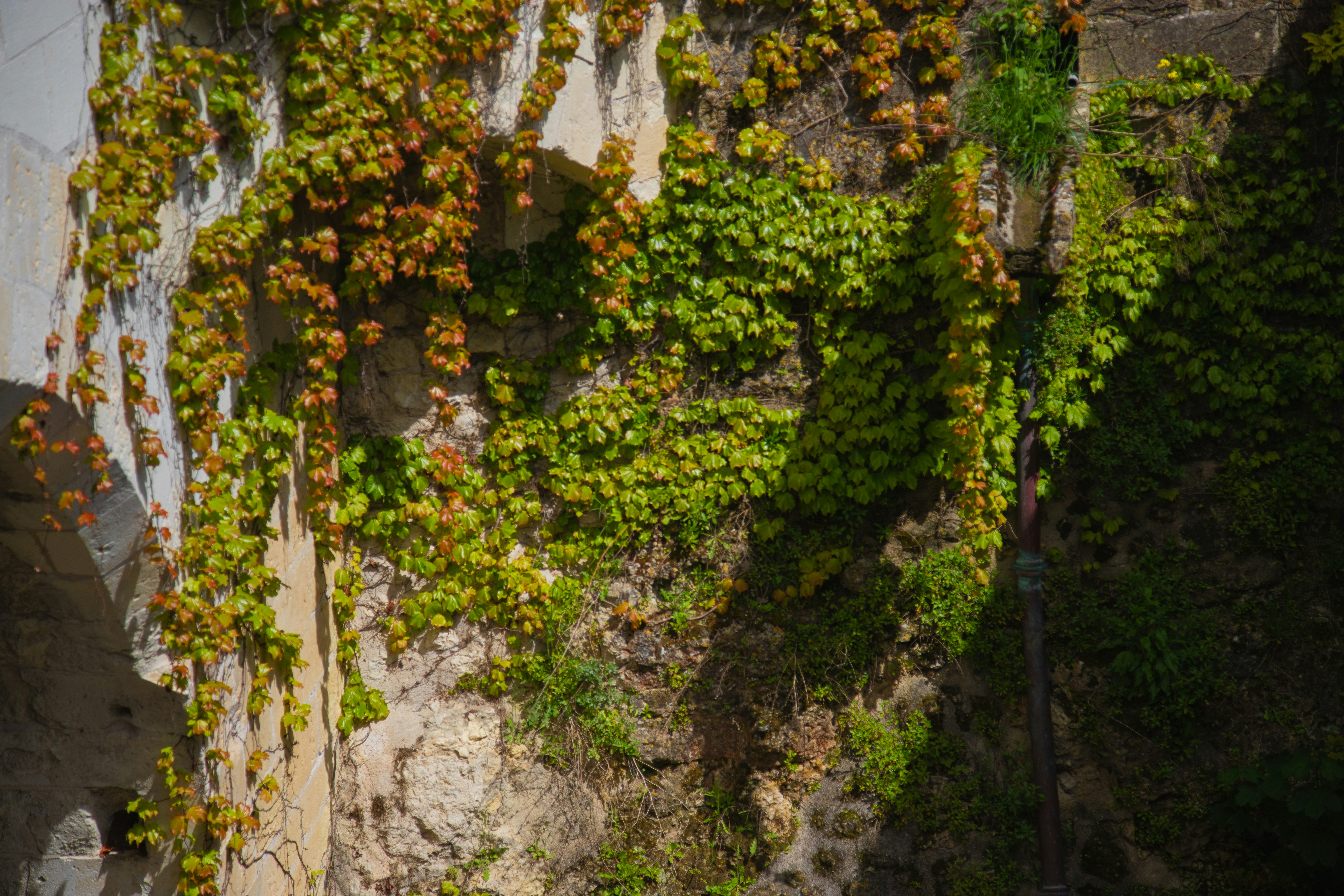 Ivied Facade: Sunlit Stones with Green Climbing Vines