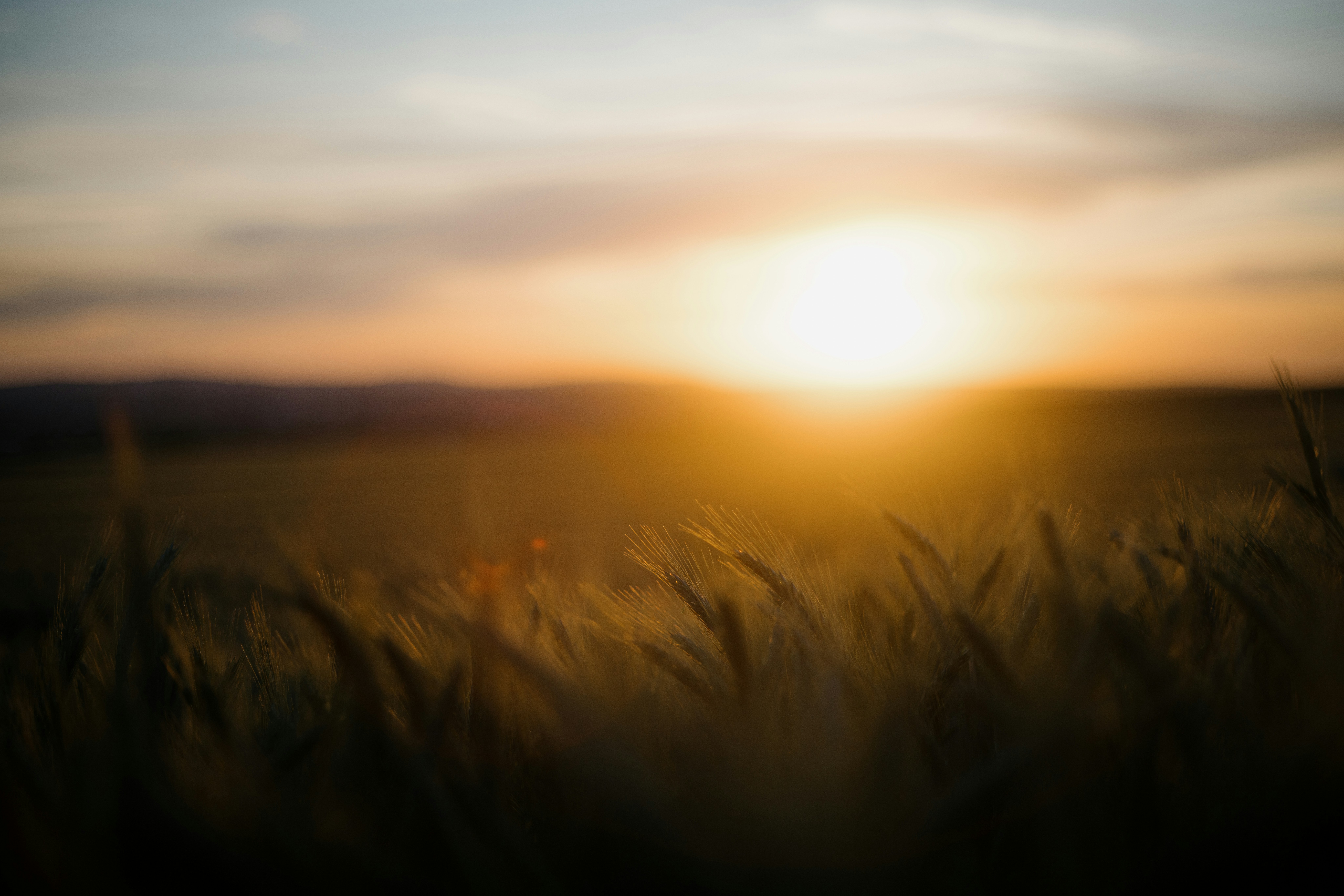 Sunset over a blurred field of tall grass swaying in the breeze.