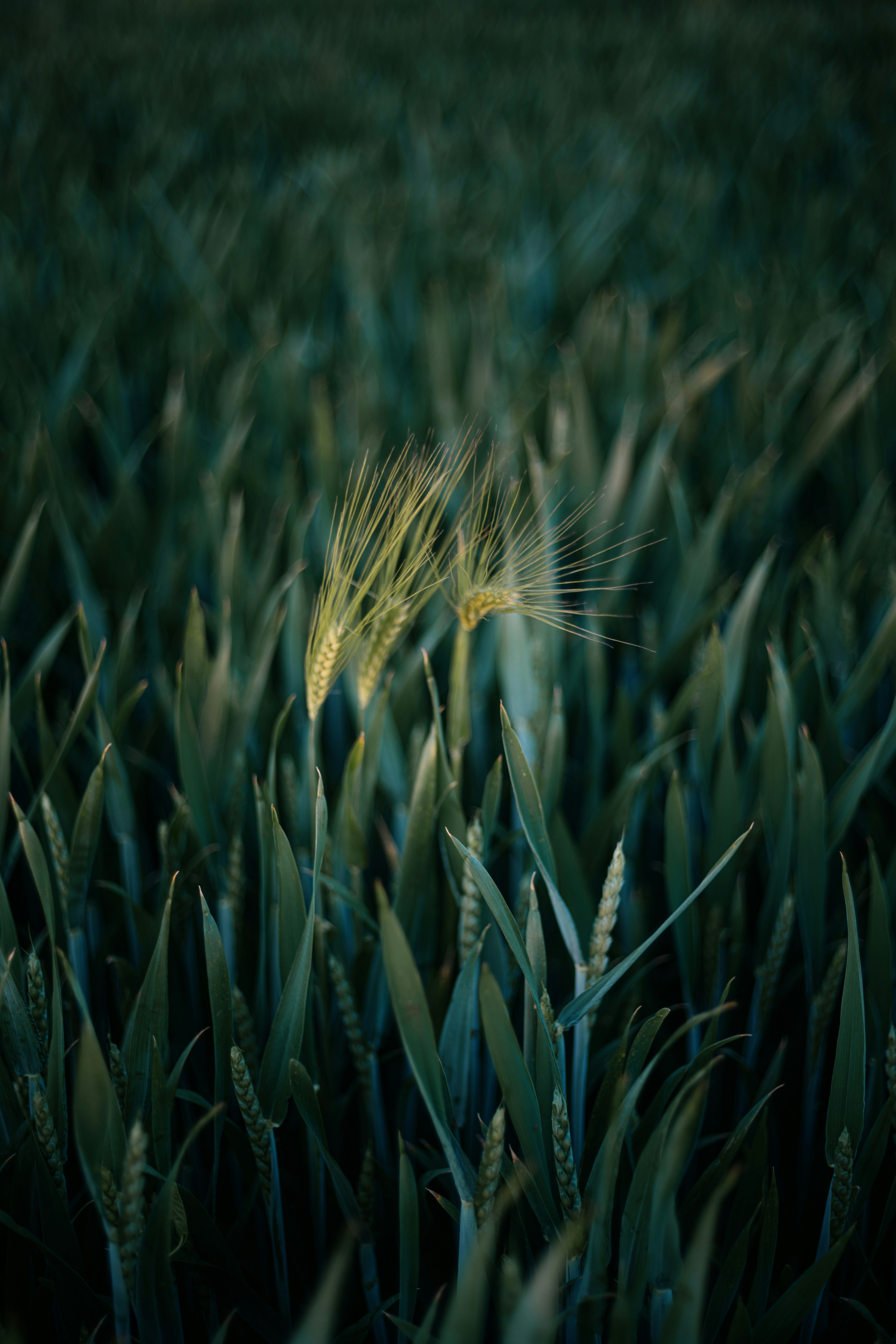 Golden wheat stalk standing tall amidst a sea of green leaves.