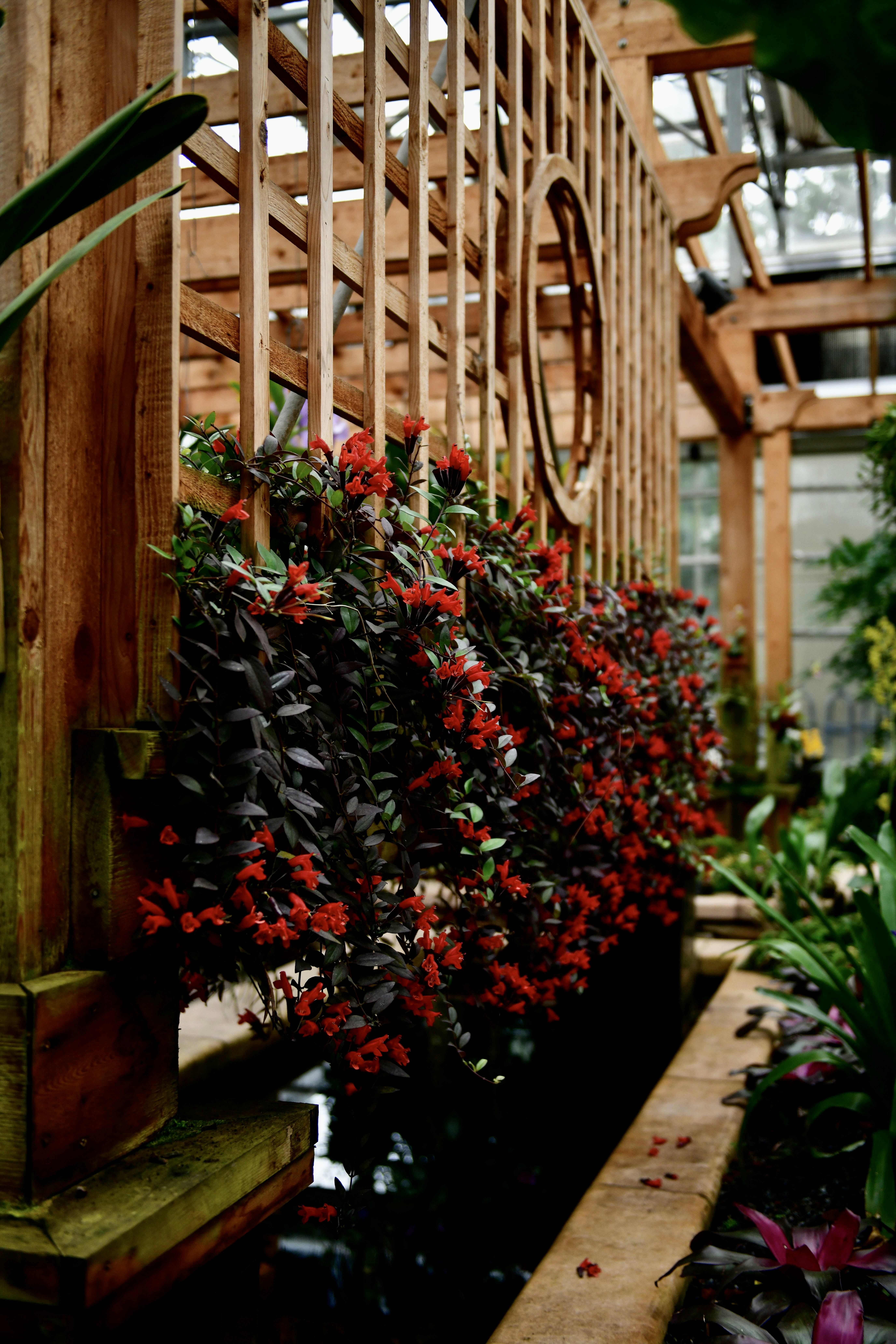 A [UNK] of red [UNK] sitting next to a [UNK] [UNK] photo – Free Flowers ...