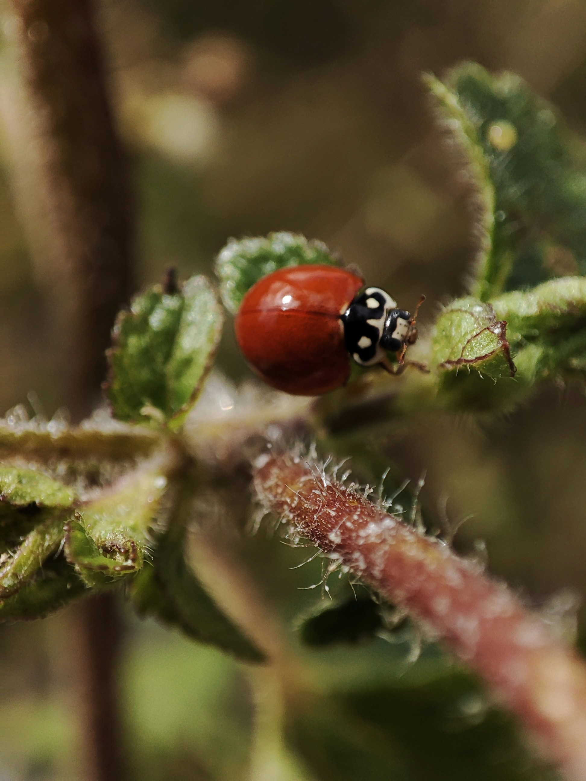 Red Ladybug on a Spiny Branch: A Microcosm in Focus