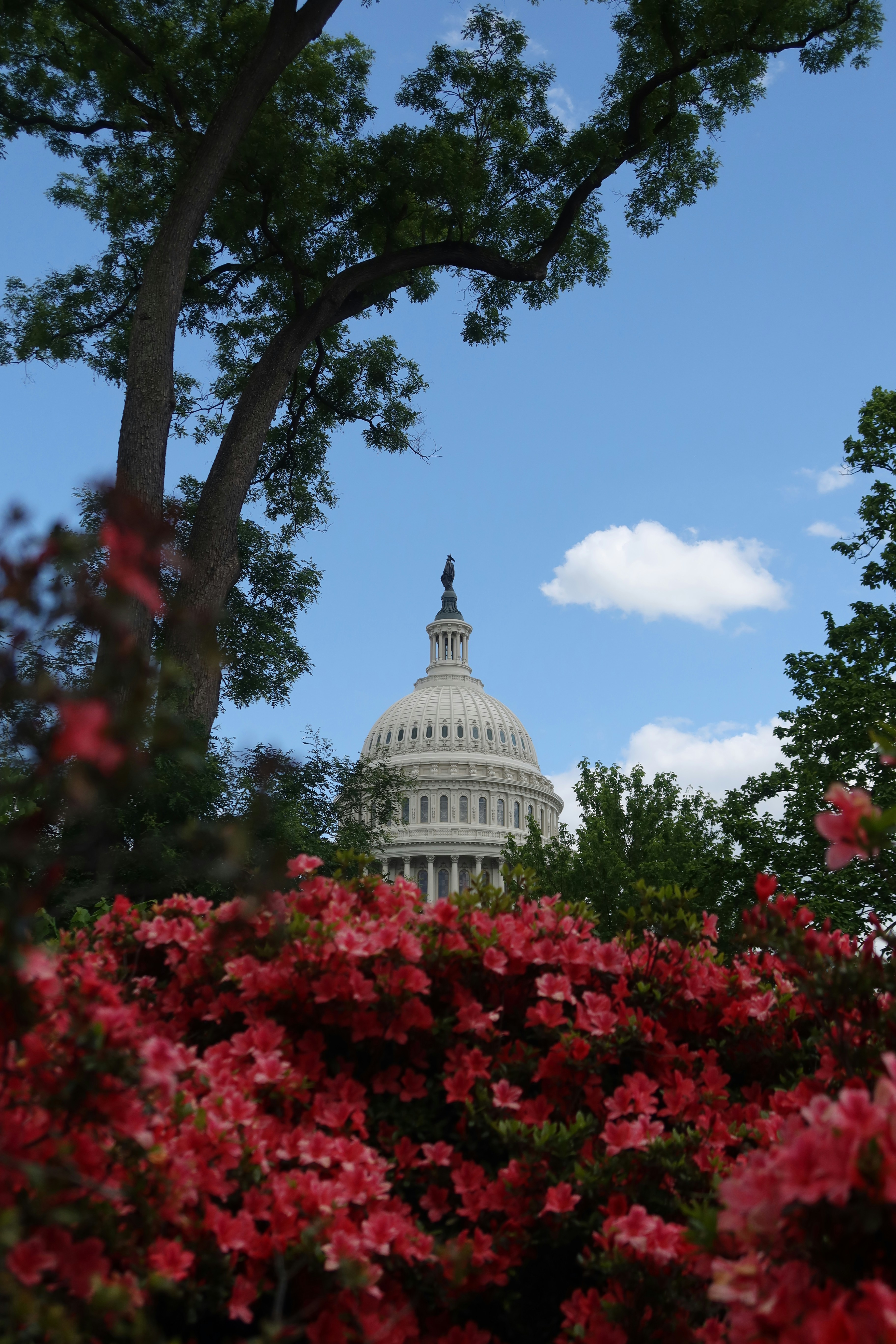 The U.S. Capitol dome rises majestically in the background, framed by vibrant azalea blossoms and lush greenery.