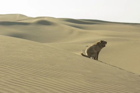 Desert Sentinel: A lone fox on a ridge of wind-kissed dunes