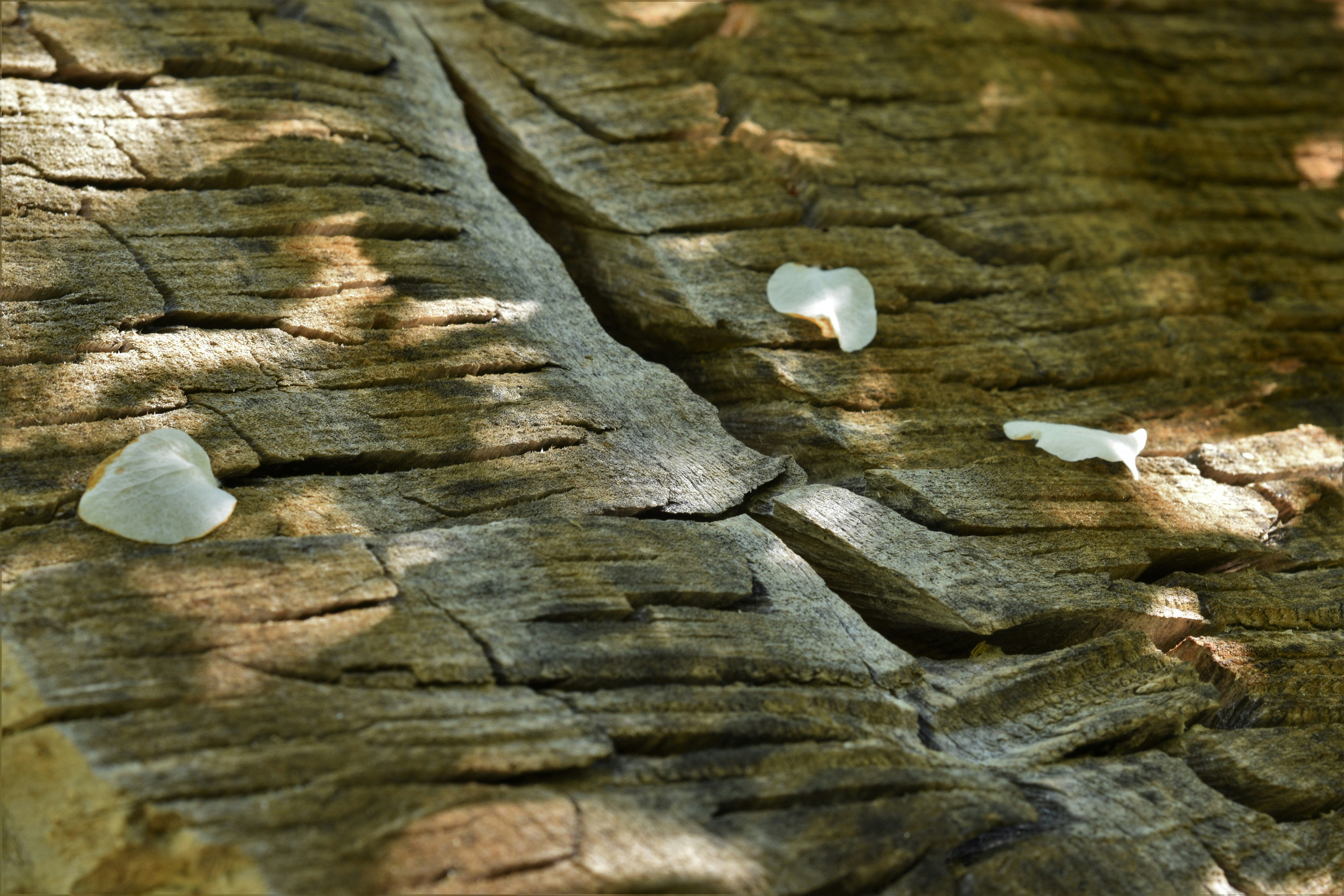 Sunlit Cracks: Close-Up of Weathered Bark
