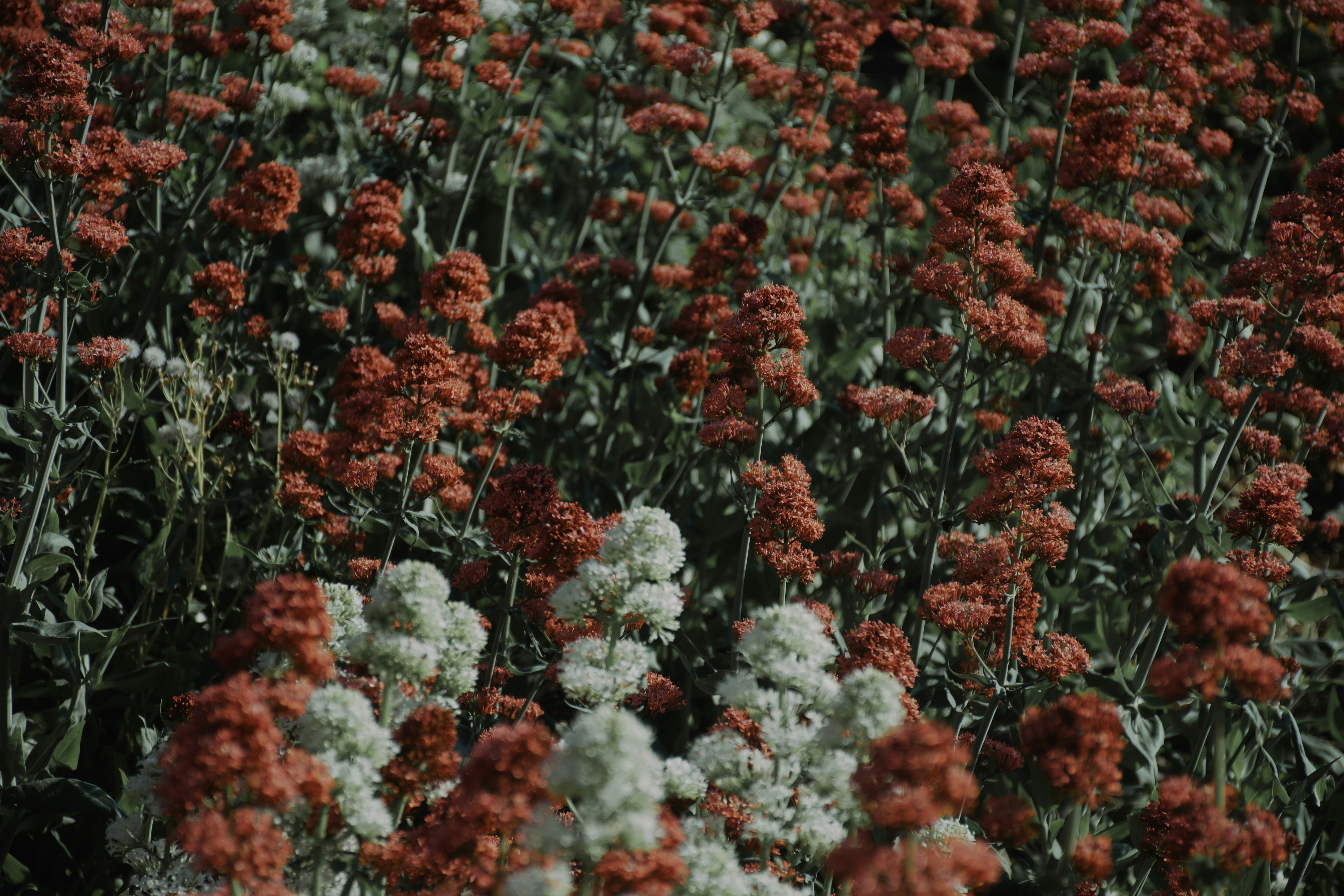 A [UNK] of [UNK] that are next to each other photo – Free Spring Image ...