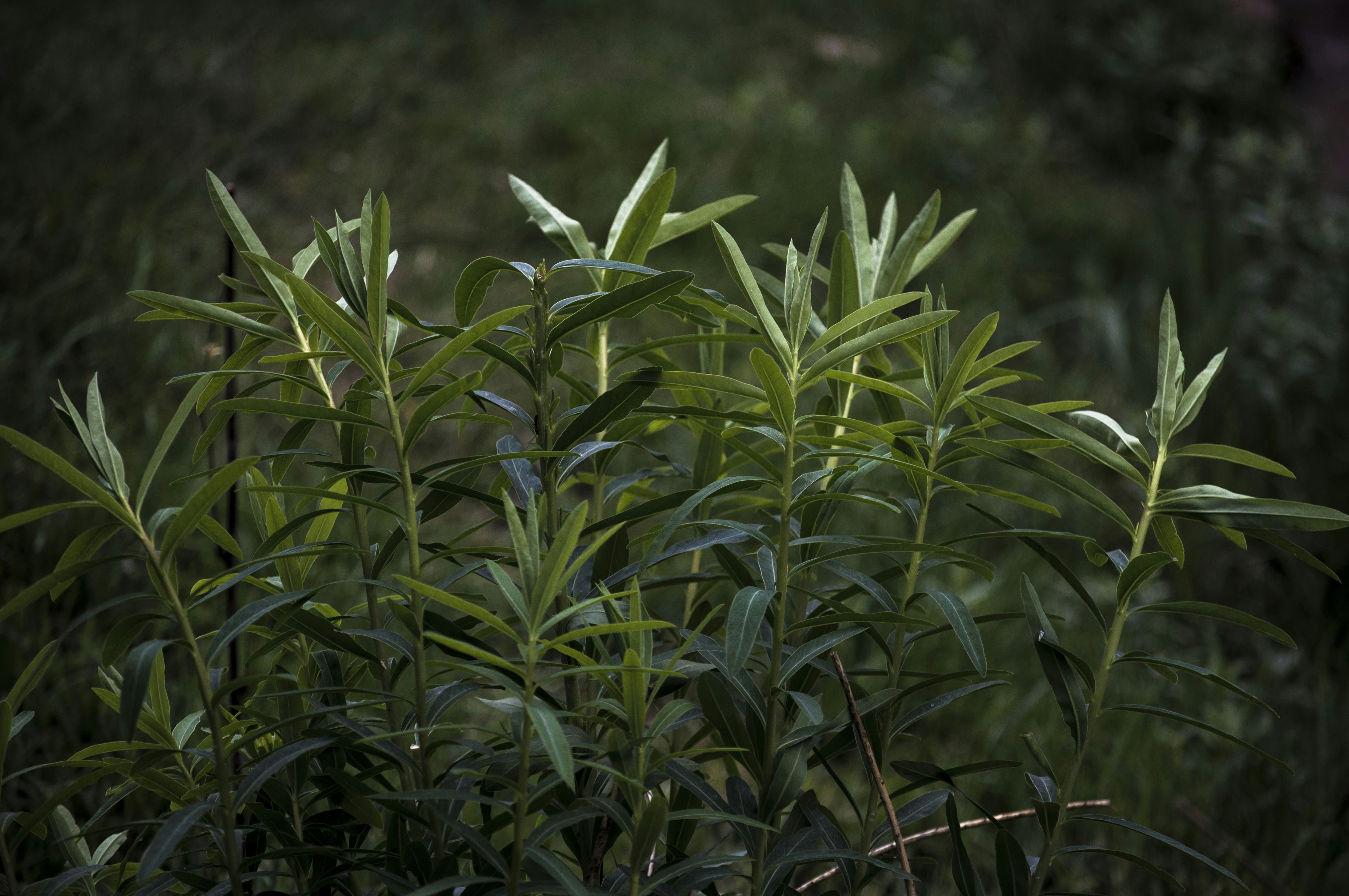 Emerald Tendrils in Dappled Light