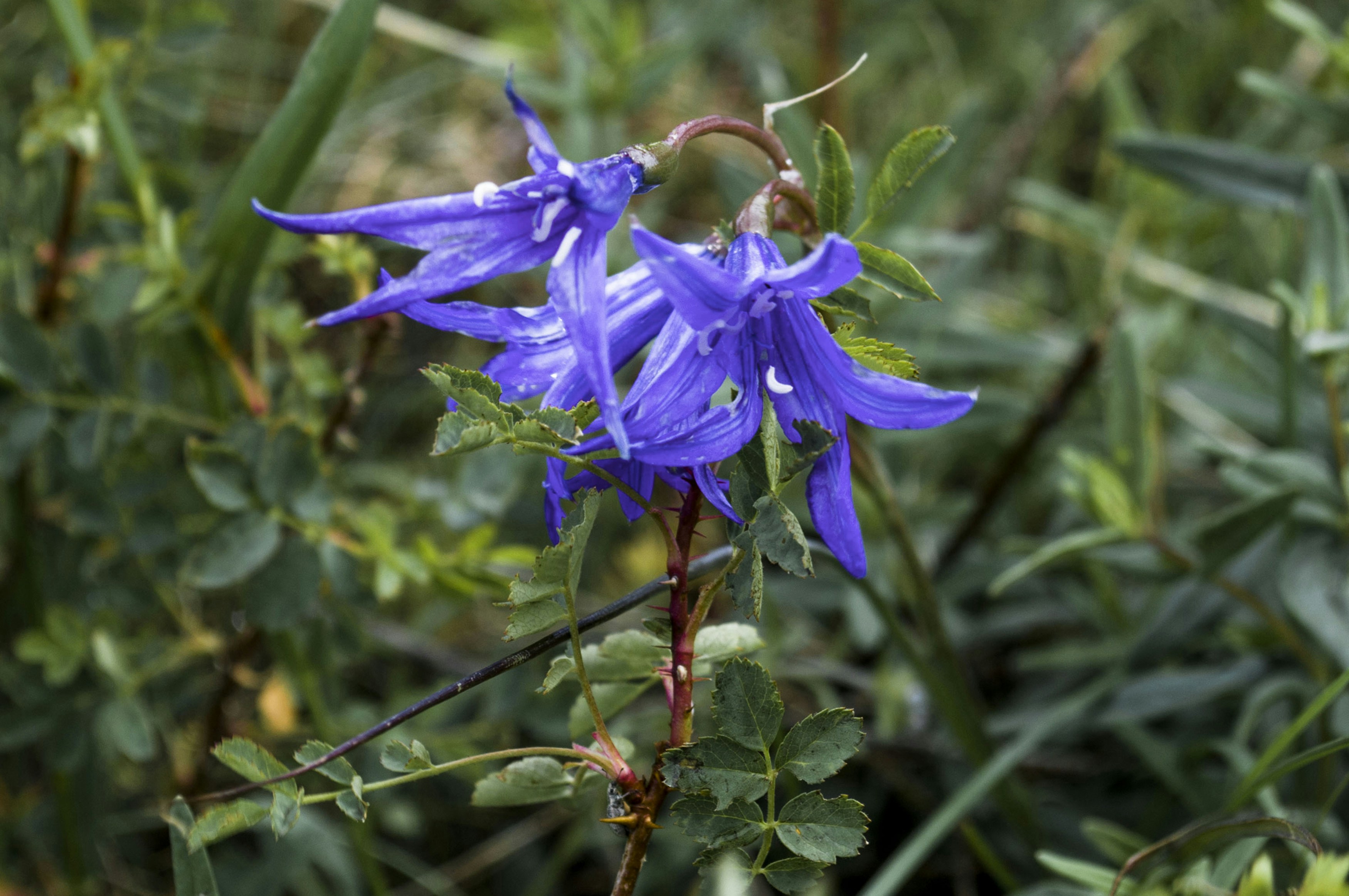 Foto Close-up bunga biru pada tanaman – Gambar Pegunungan Gratis di ...