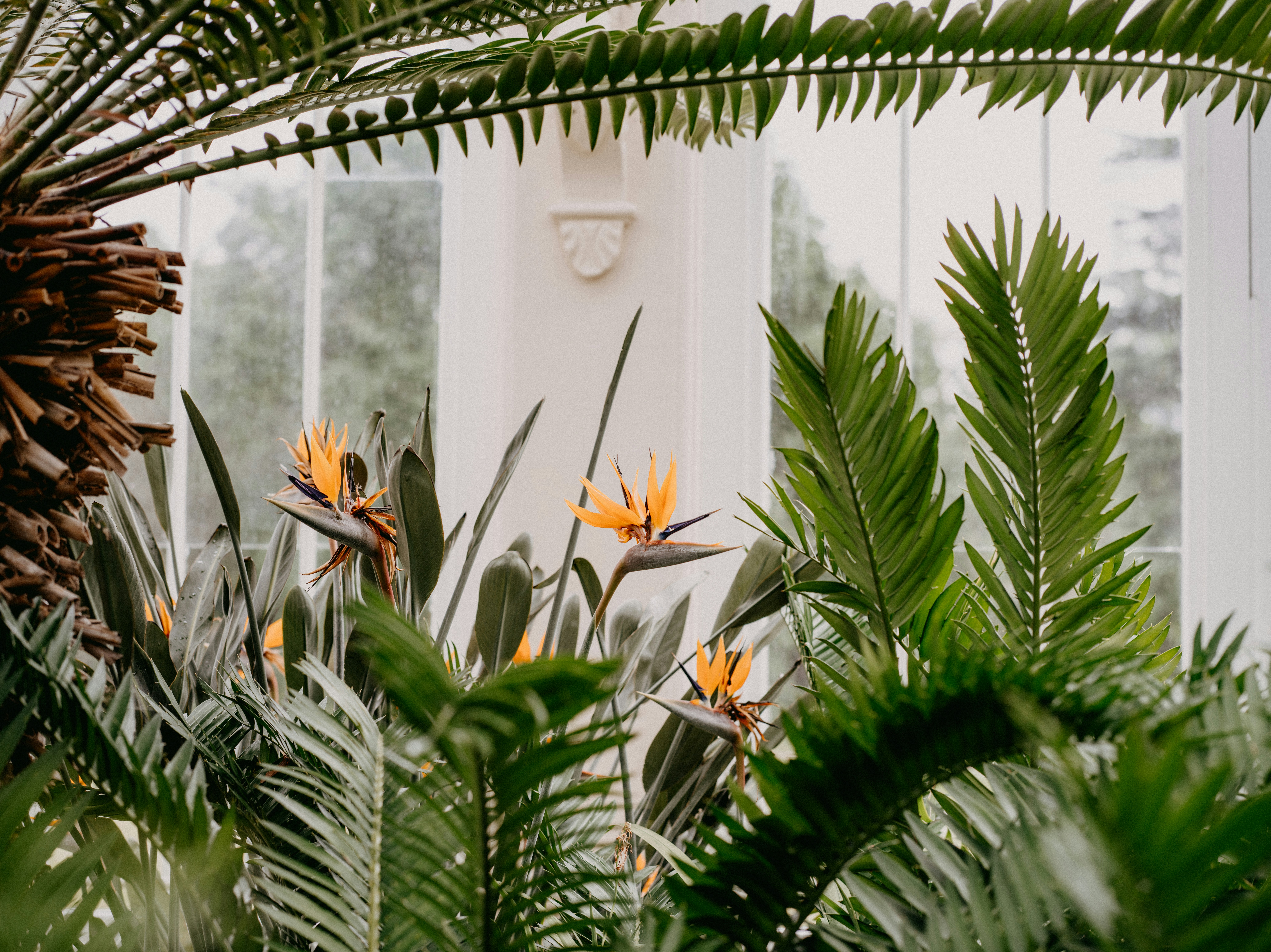 Bird-of-Paradise Bloom Framed by Ferns in a Sunlit Conservatory