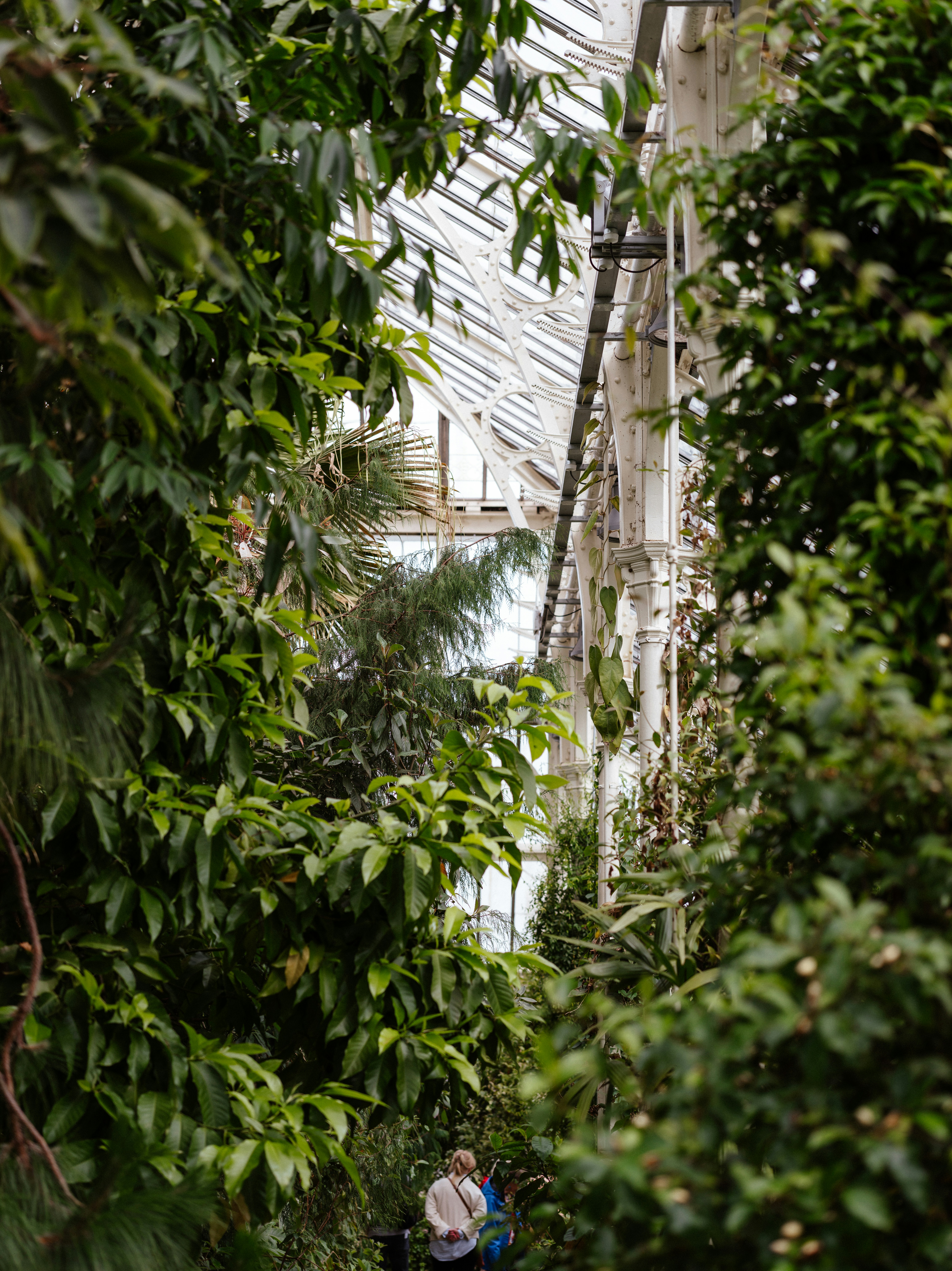Lush greenery frames a serene moment in a botanical garden, where visitors explore the vibrant flora. The intricate architecture of the glasshouse provides a striking backdrop.