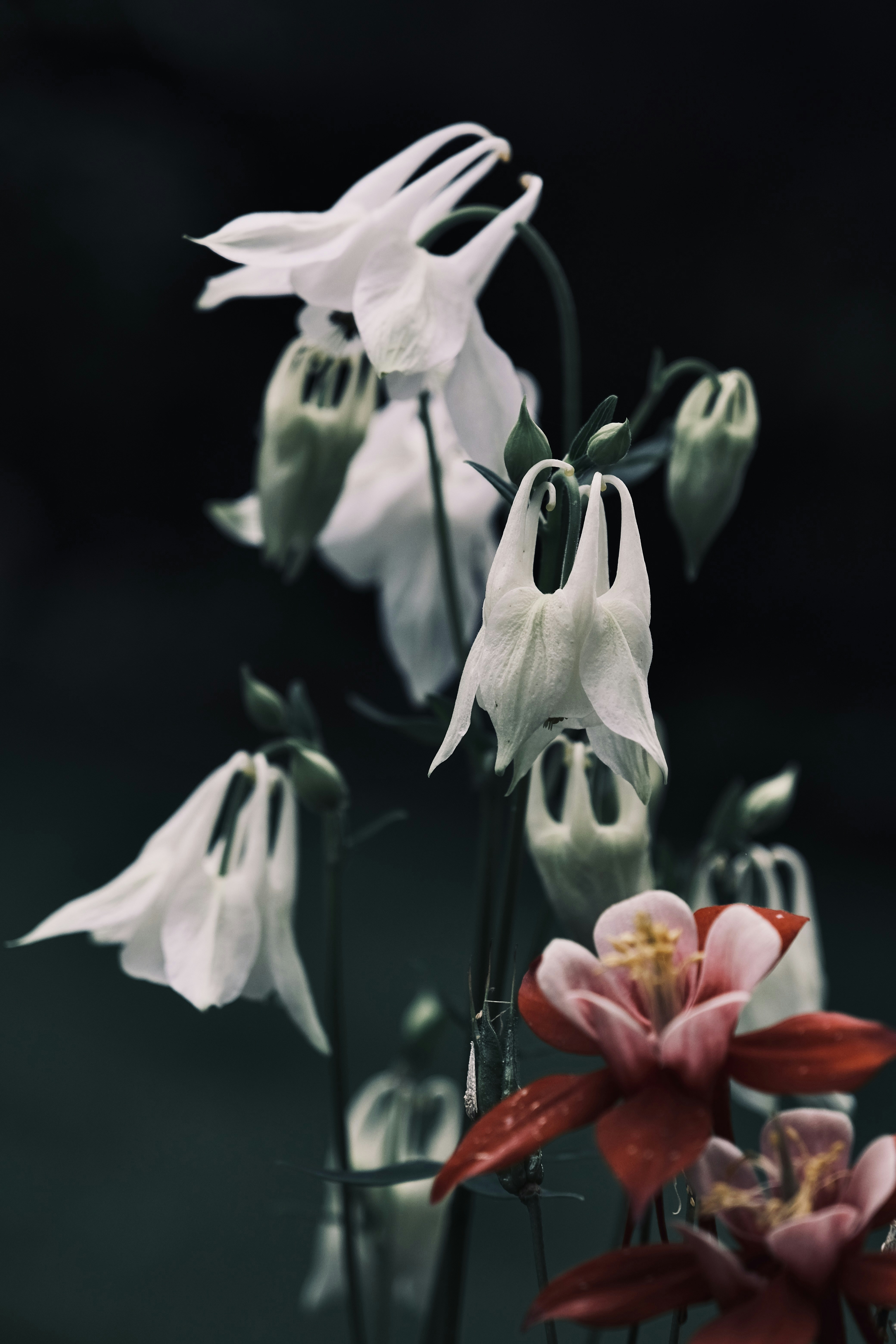Bellflowers in Velvet Shadow: White bells amid a moody garden