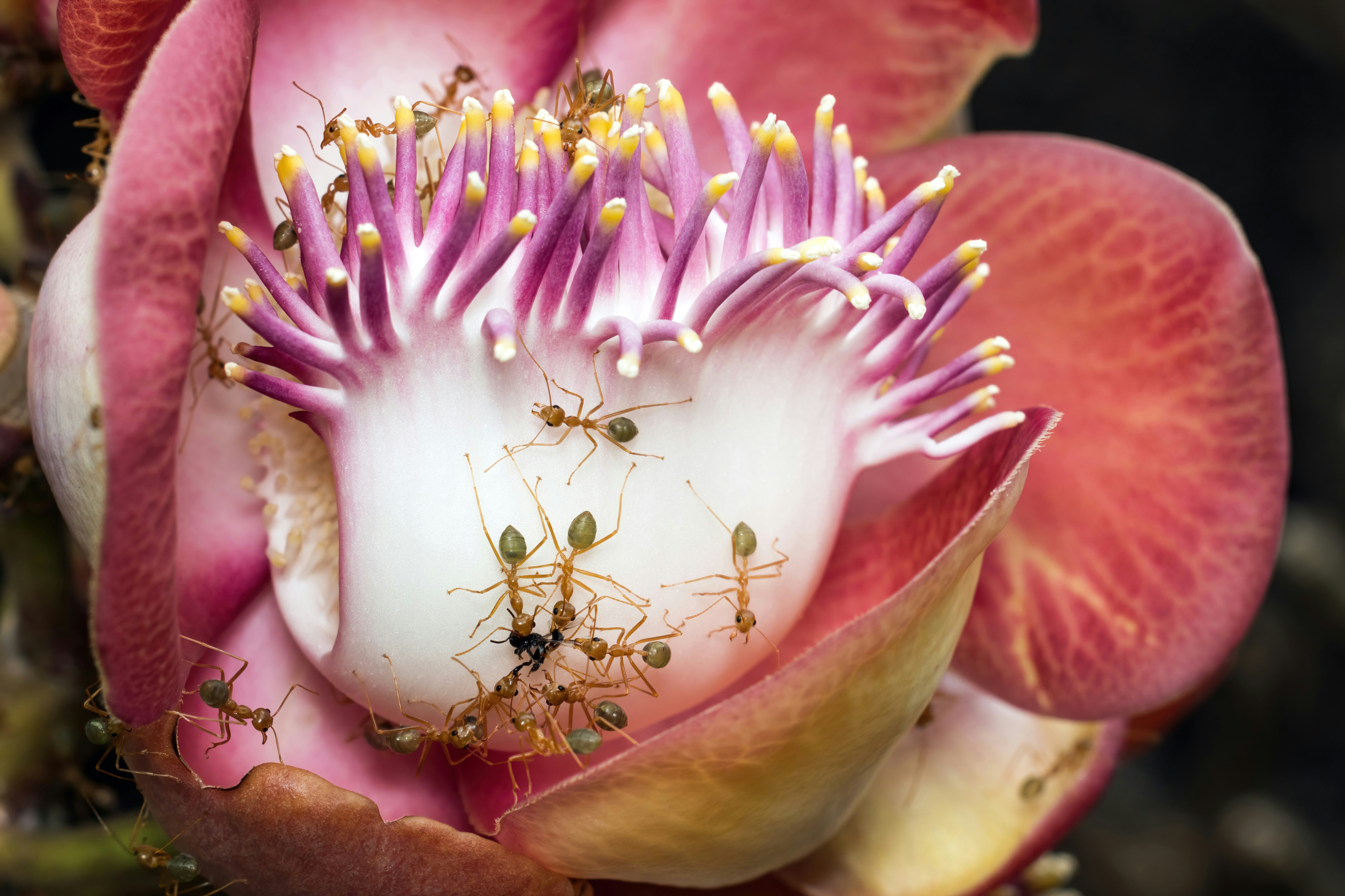 Ants have caught a native bee in a flower of a Cannon Ball Tree.