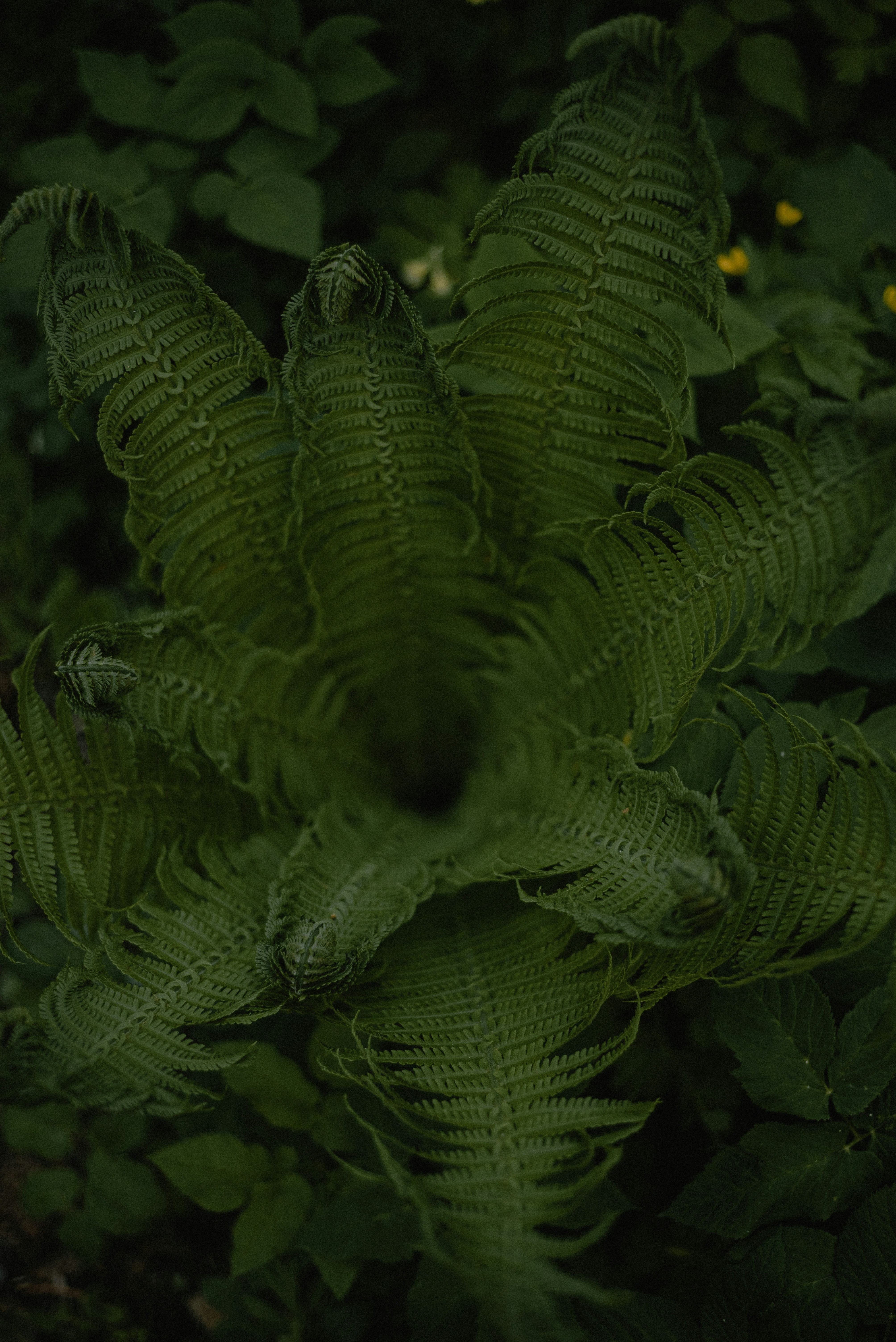 Verdant Rosette: A Close-Up of Shadowed Fern Fronds