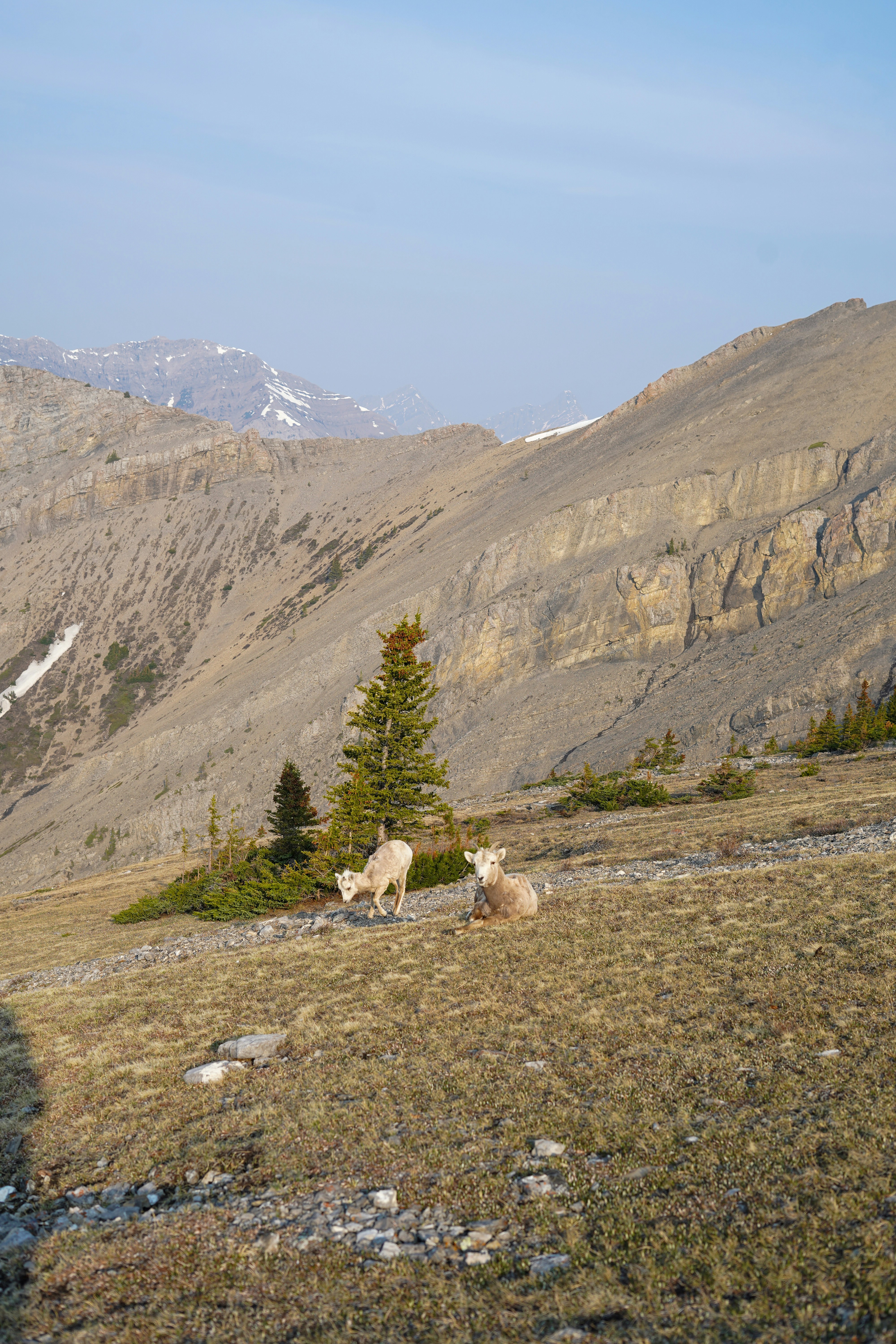 Alpine Vigil: Two Sheep Rest Beneath a Craggy Ridge