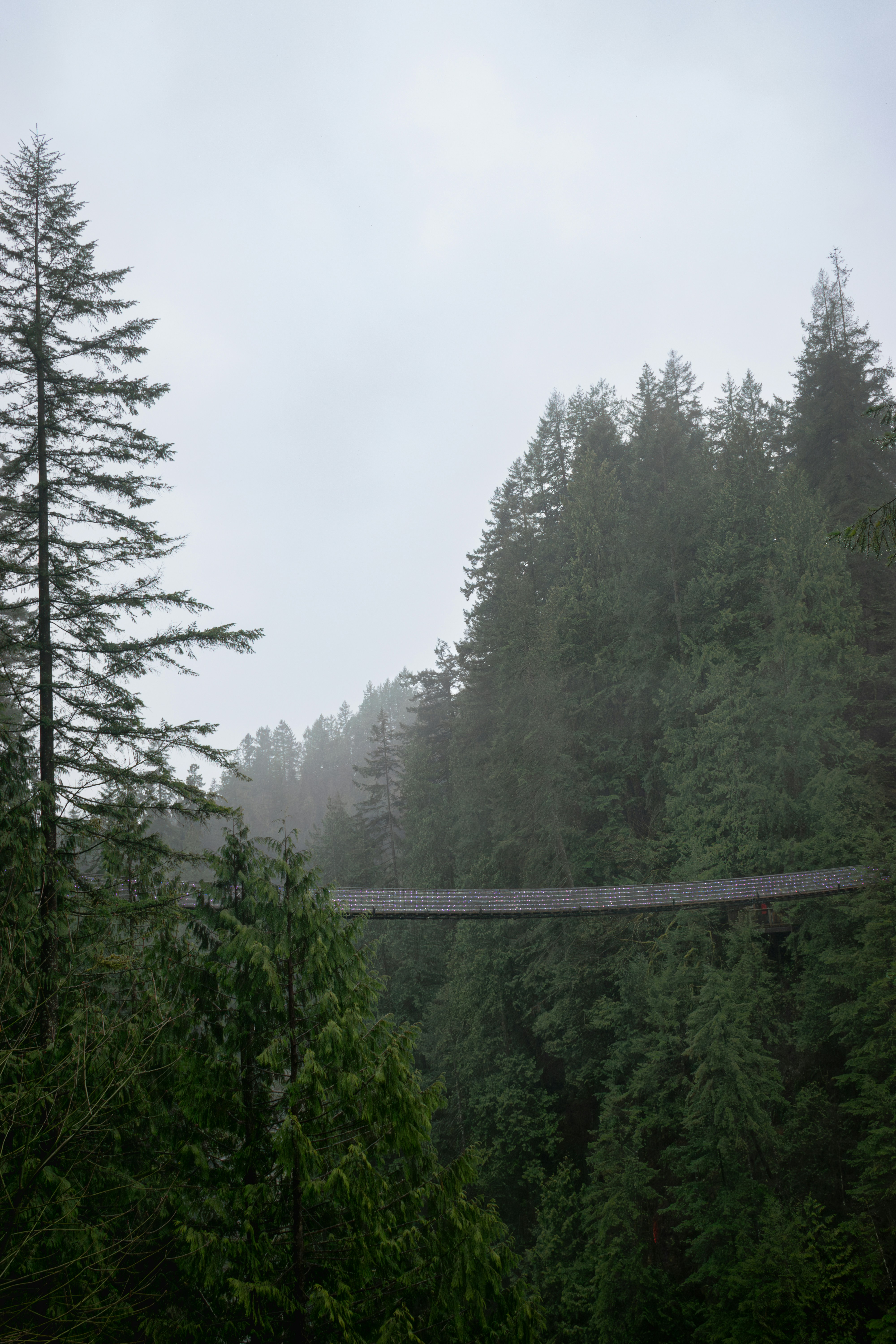 A suspension bridge in the middle of a forest photo – Free Capilano ...