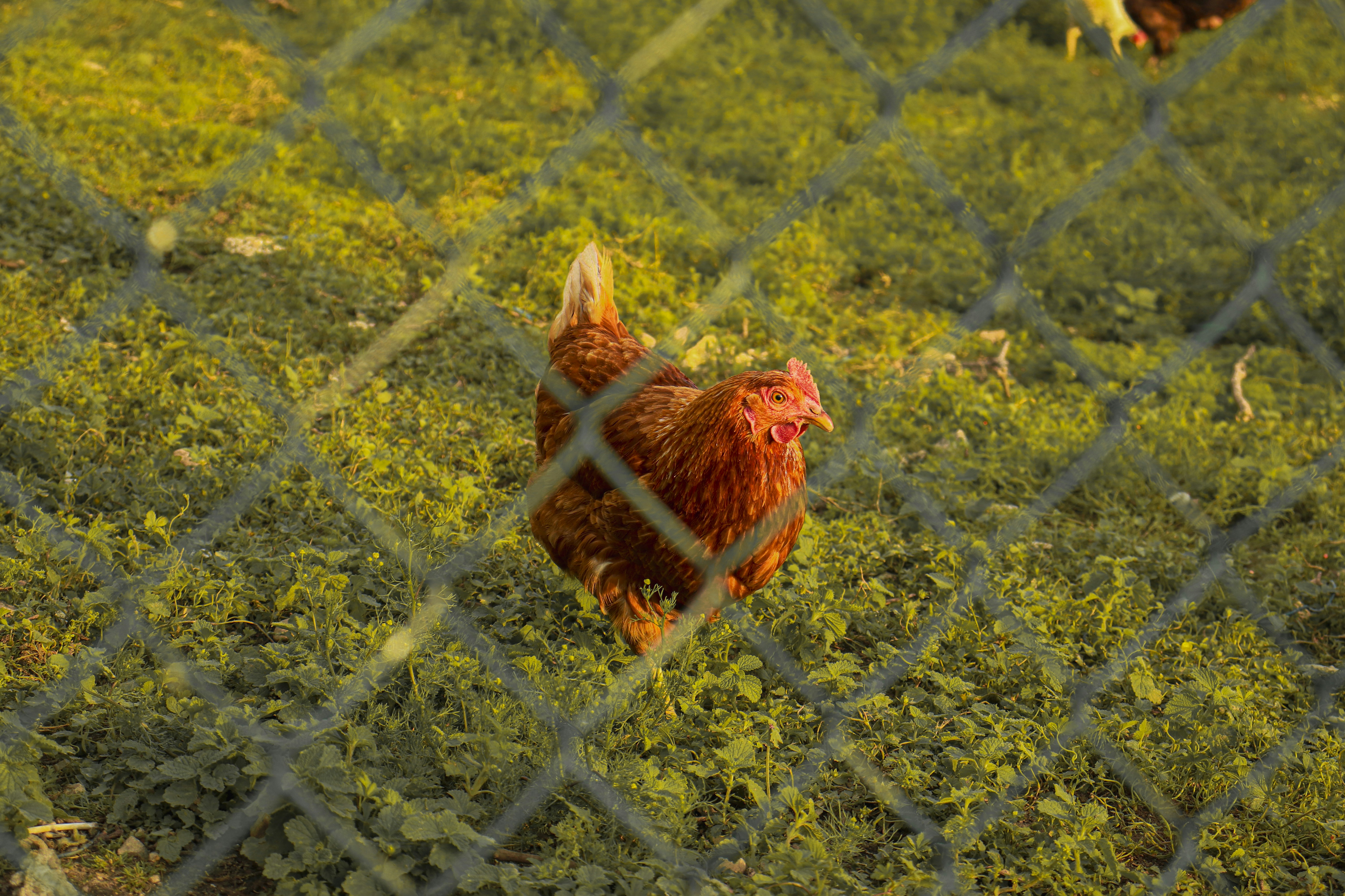Behind the Mesh: A Red Hen in a Clover Field