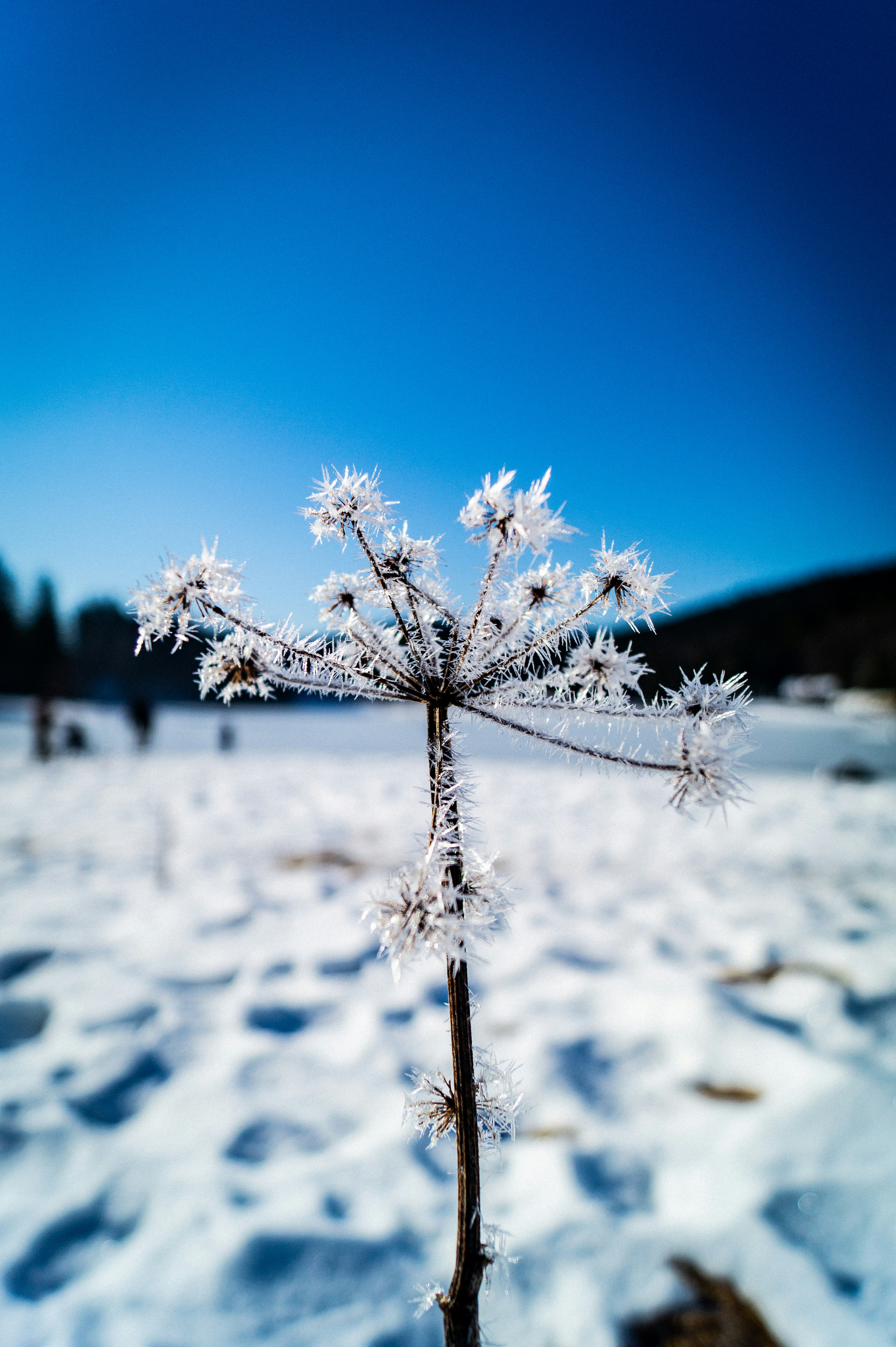 Frost Crown on a Lone Stalk under a Cobalt Winter Sky