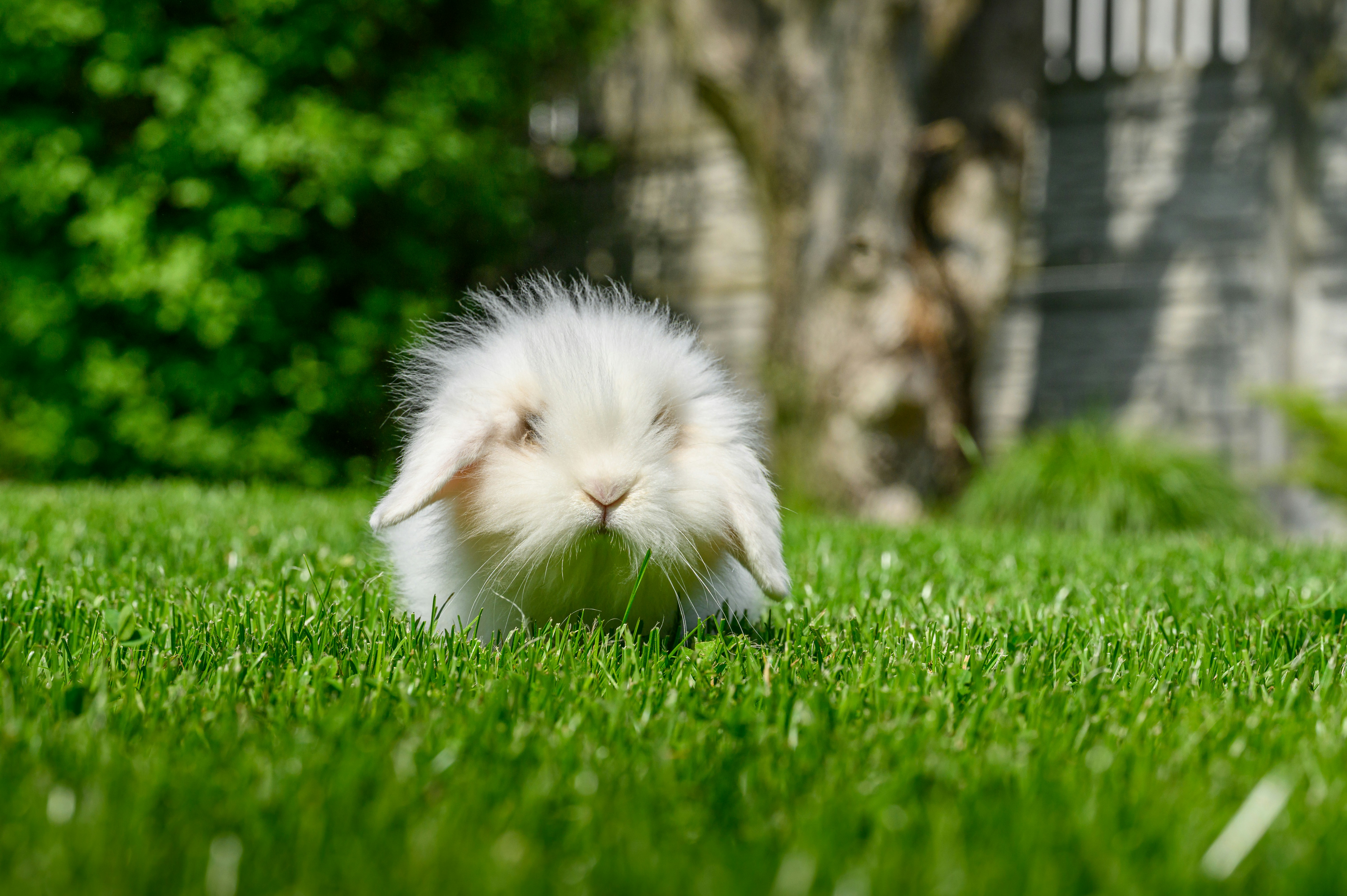 Sunlit Stillness: a white rabbit on emerald grass