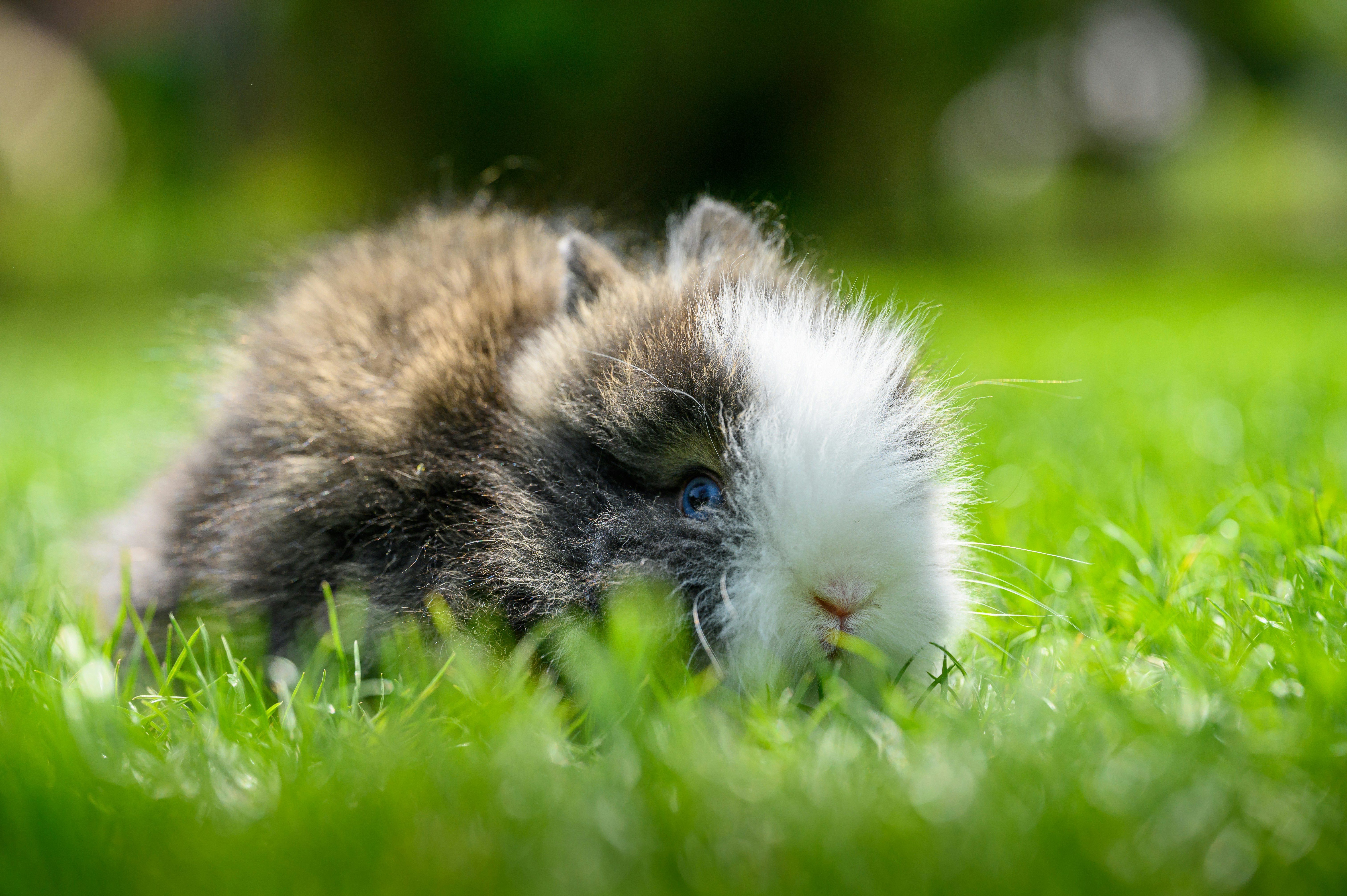 Whiskers in the Dappled Grass: A Guinea Pig's Sunlit Pause