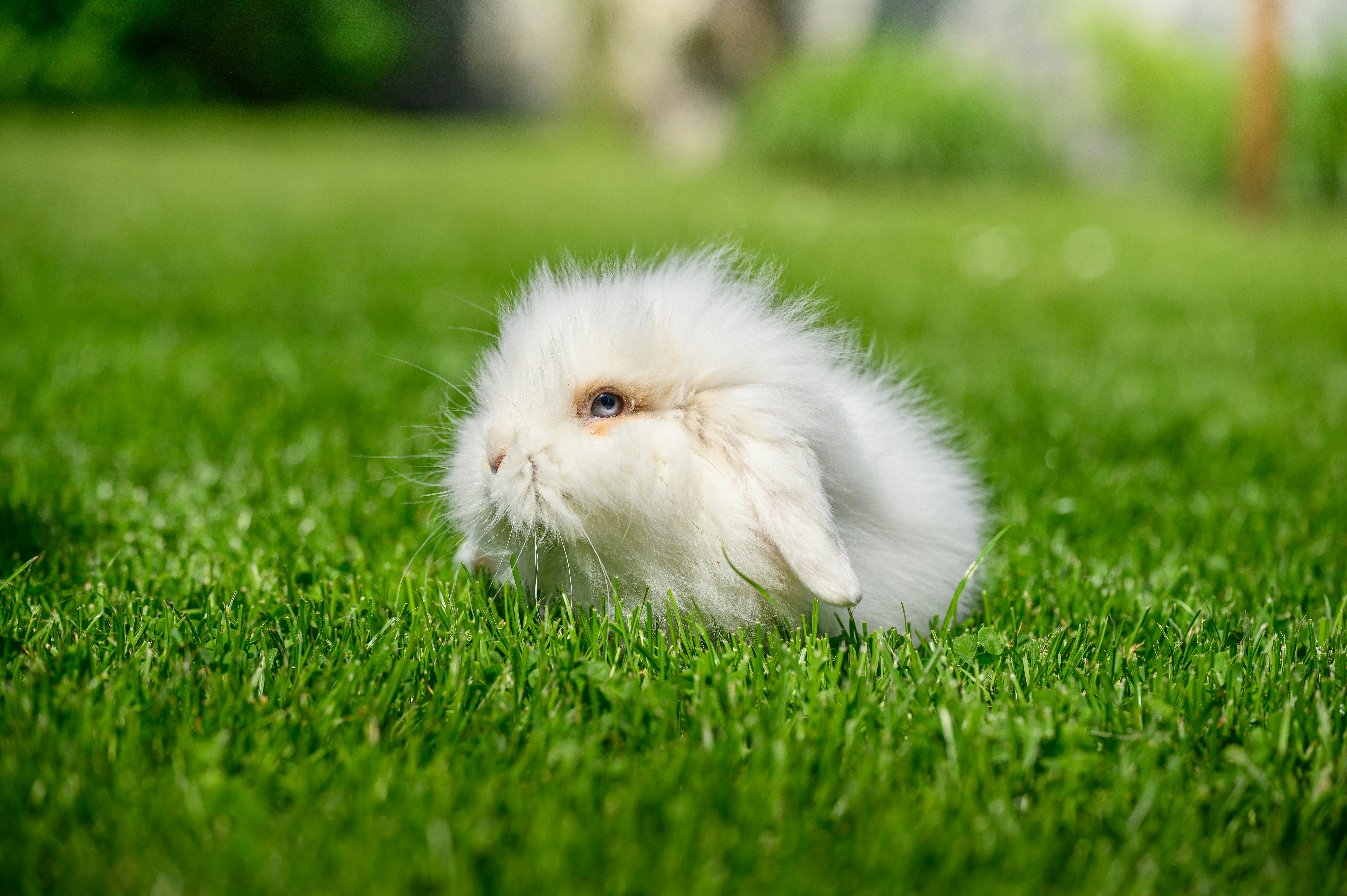 Emerald Lawn Whiskers: White Bunny in Afternoon Light
