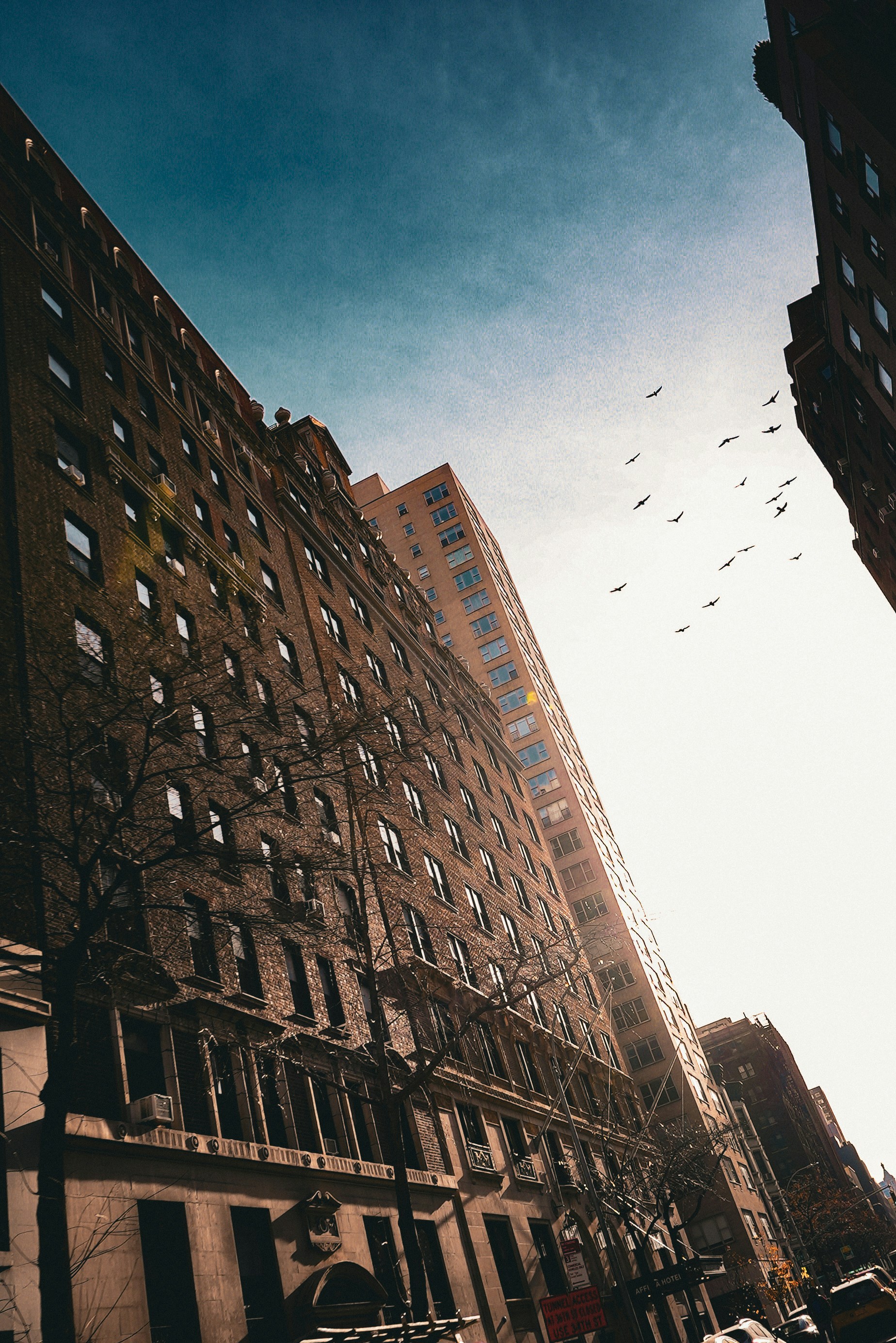 Birds flying over old brick buildings in New York.