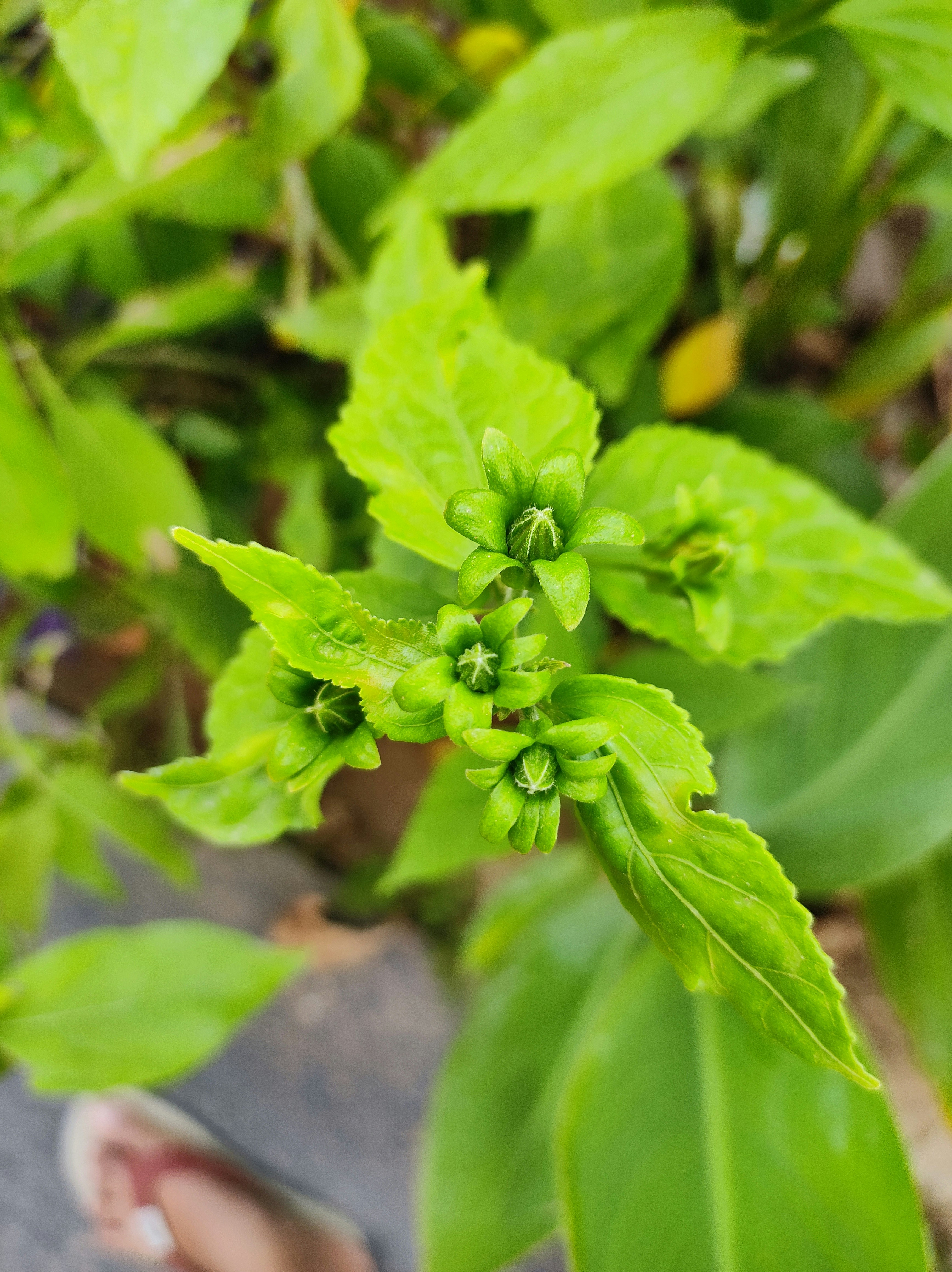 Photo by Shyamli Kashyap with Redmi Note 10 Pro