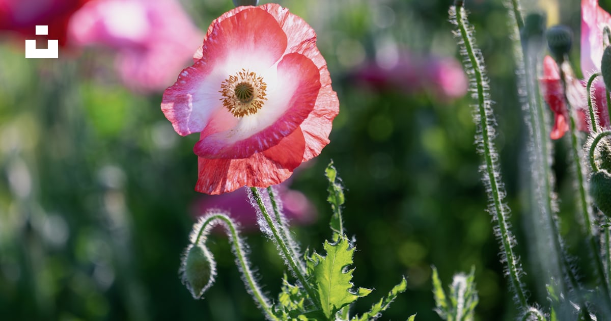 Un champ plein de fleurs roses et rouges photo – Photo Endingen am ... Un champ plein de fleurs roses et rouges photo – Photo Endingen am ...