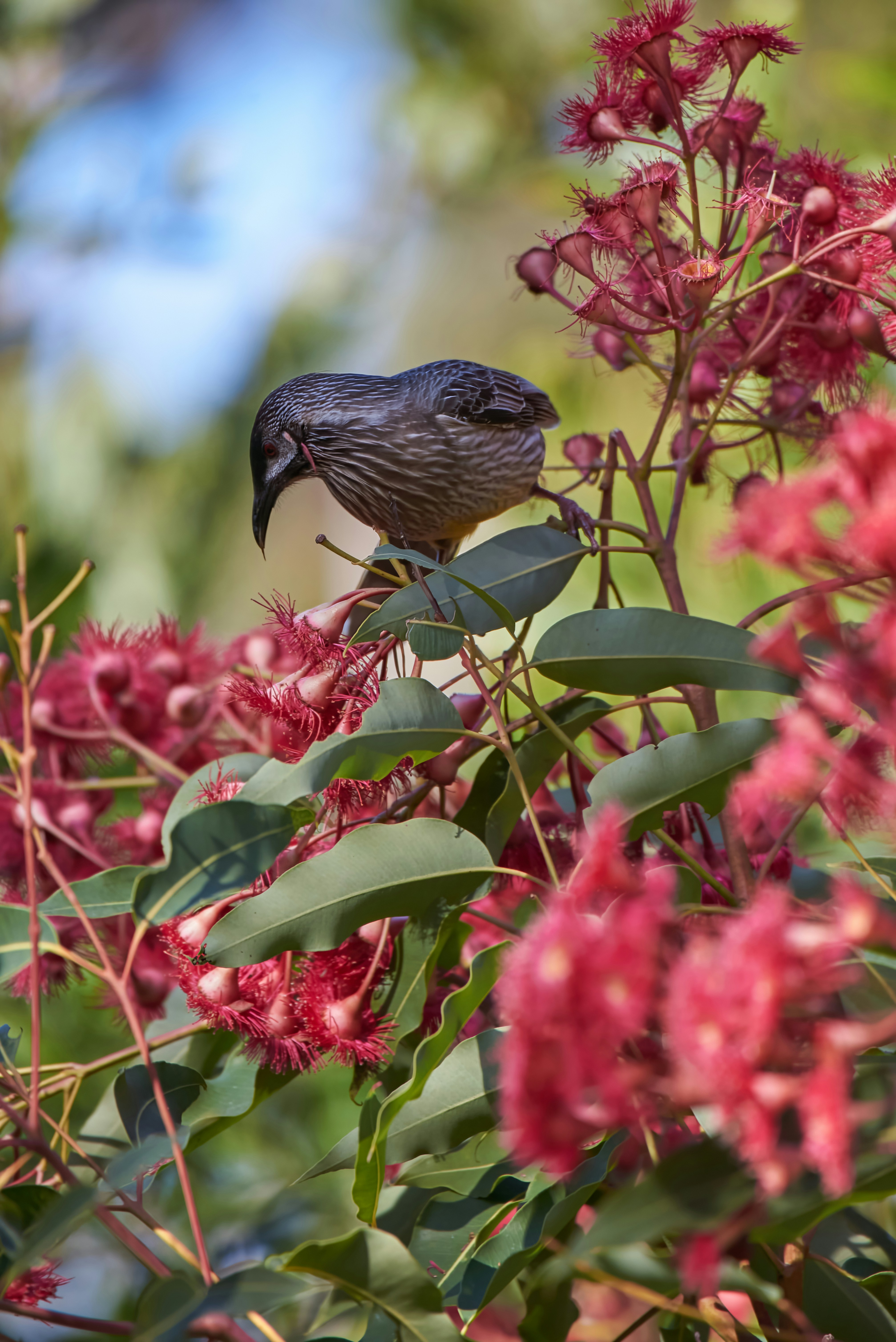 Crimson Bloom Rendezvous: a sunlit plume-tailed bird amid ruby blossoms