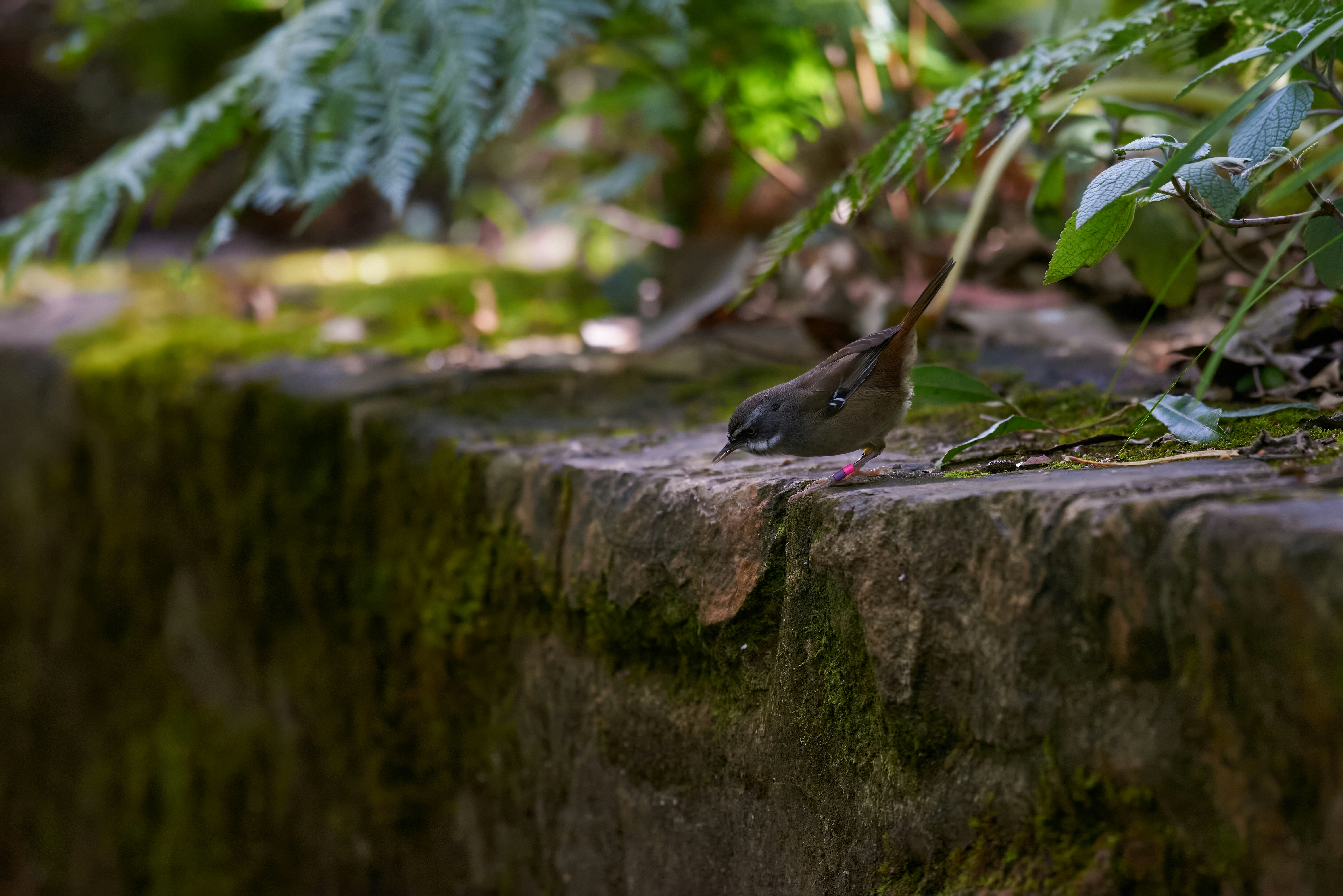 Red-Beaked Tiny Bird Perches on Mossy Stone Wall by a Quiet Waterway