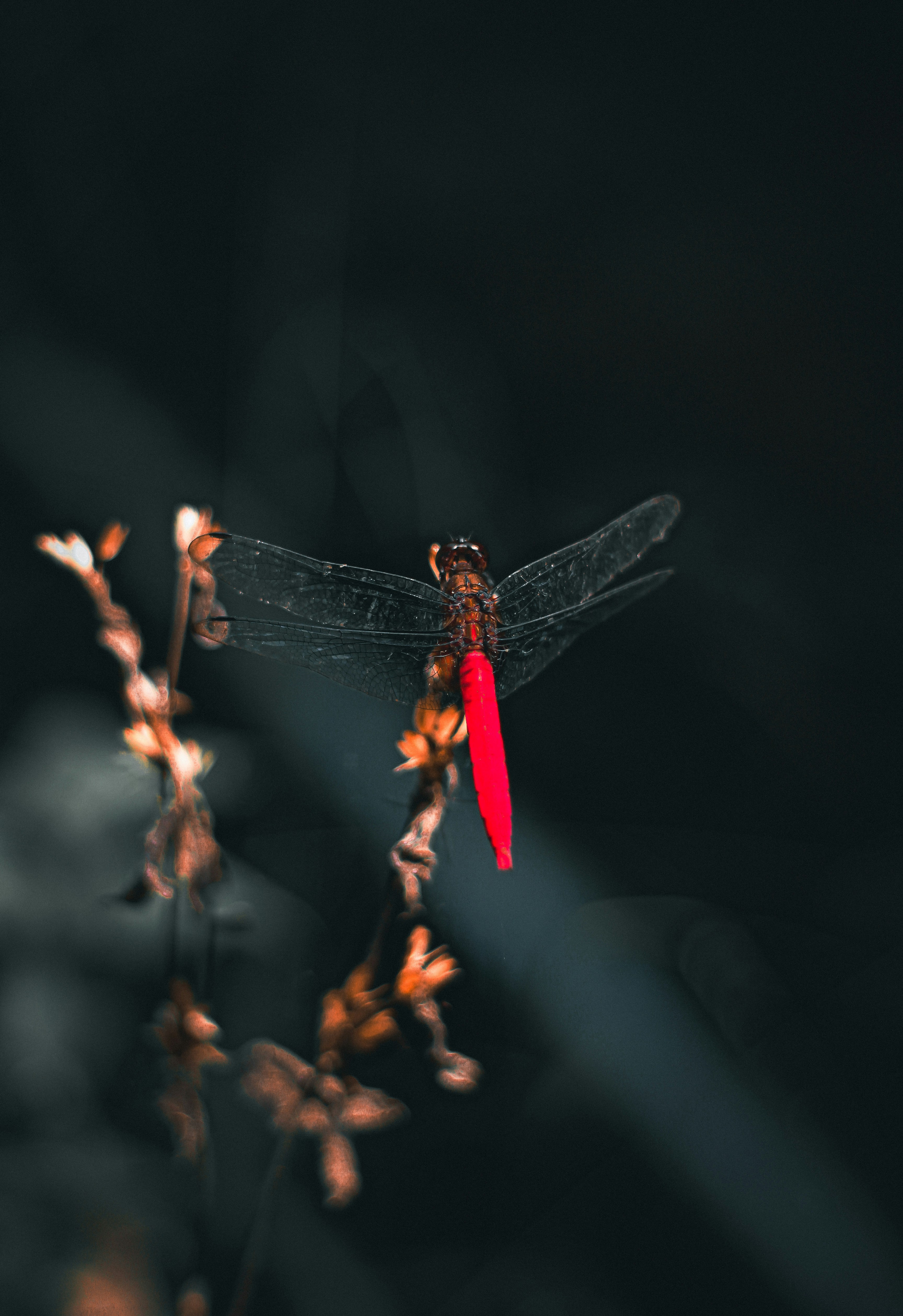 Crimson Tail in Velvet Dusk: Dragonfly Quietly Perched on a Withered Stem