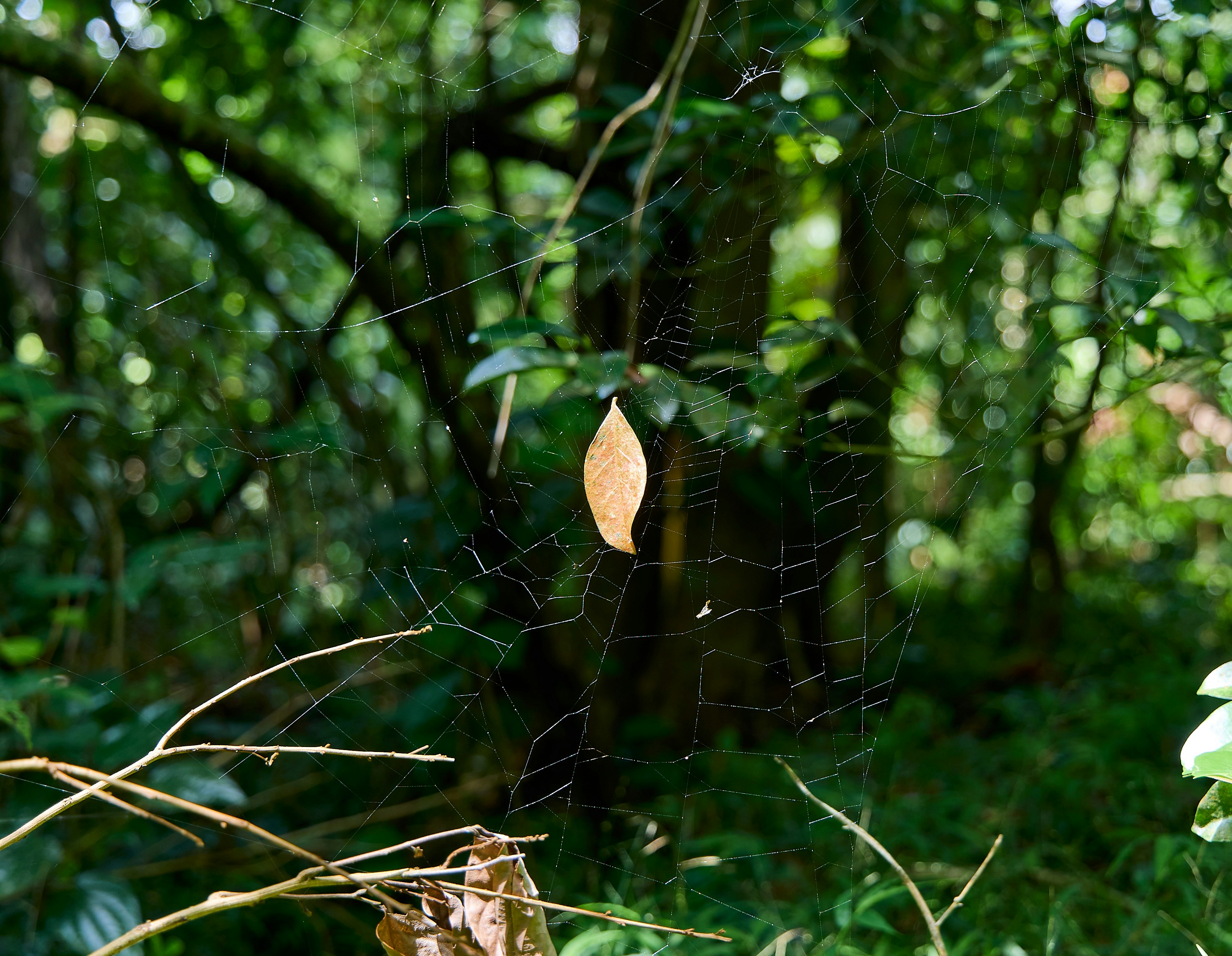 Leaf Centered in a Silk Lattice Amid Green Canopy