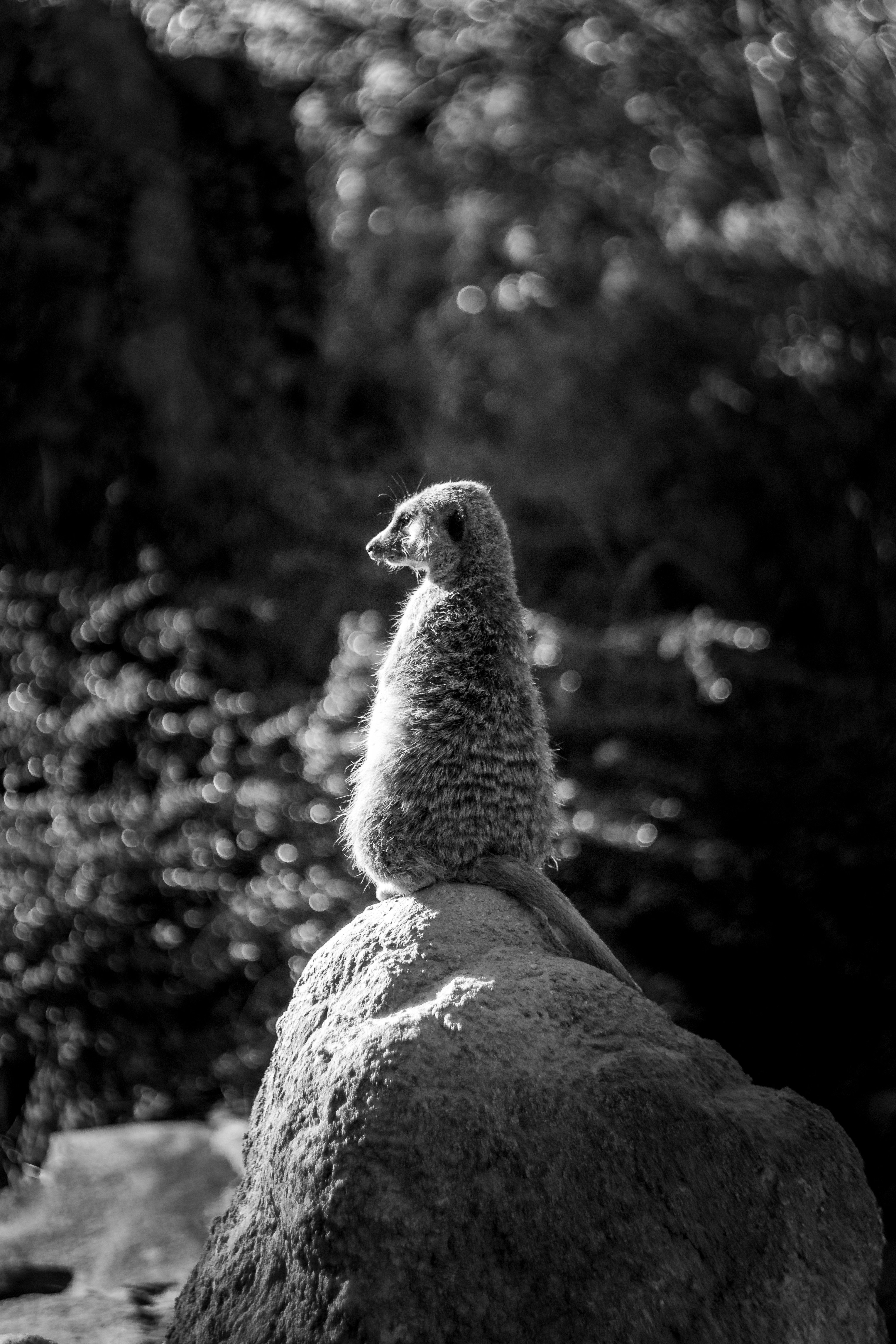 Sentinel on the Stone: A Meerkat's Quiet Post