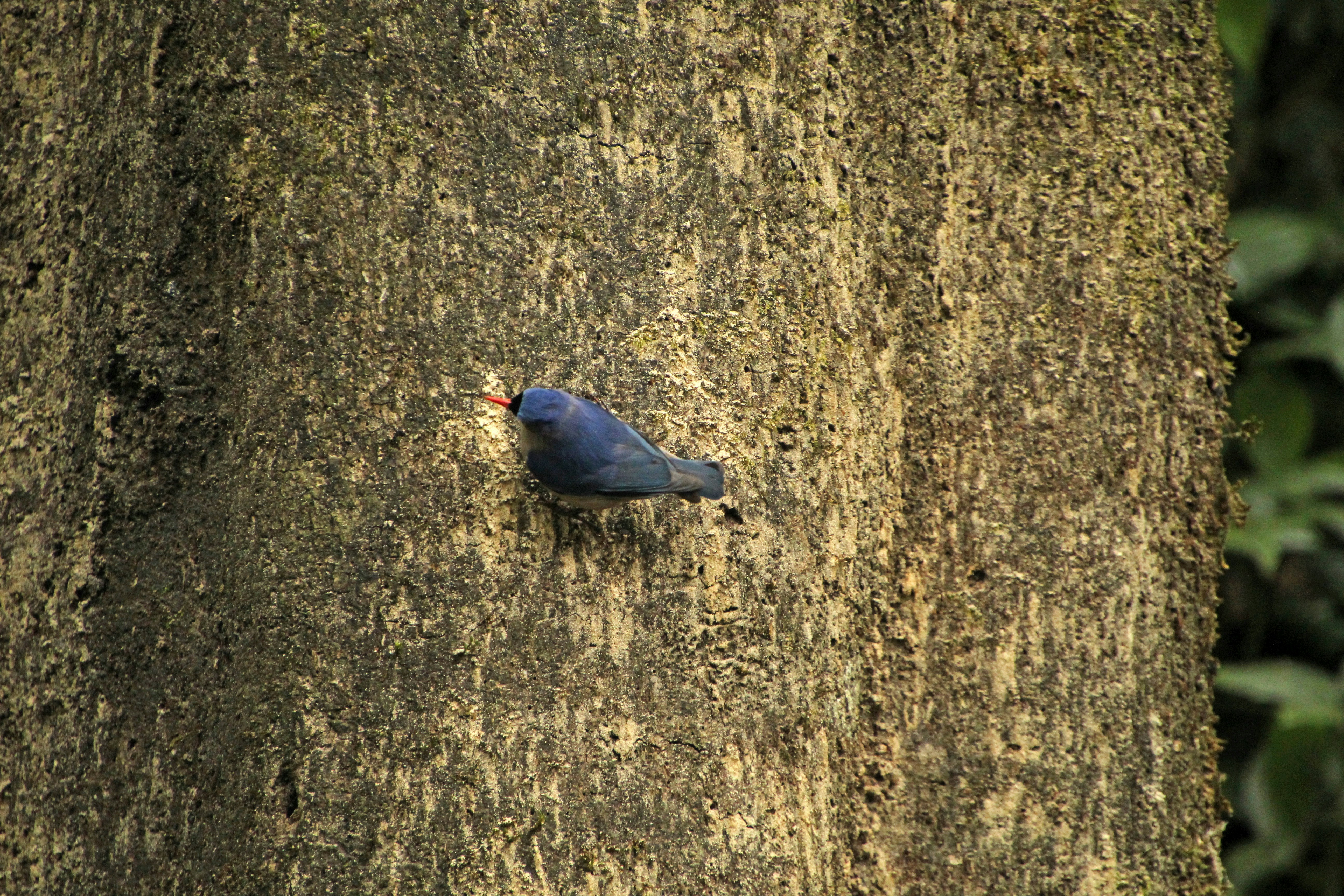 Azure Visitor Clinging to Rustic Bark