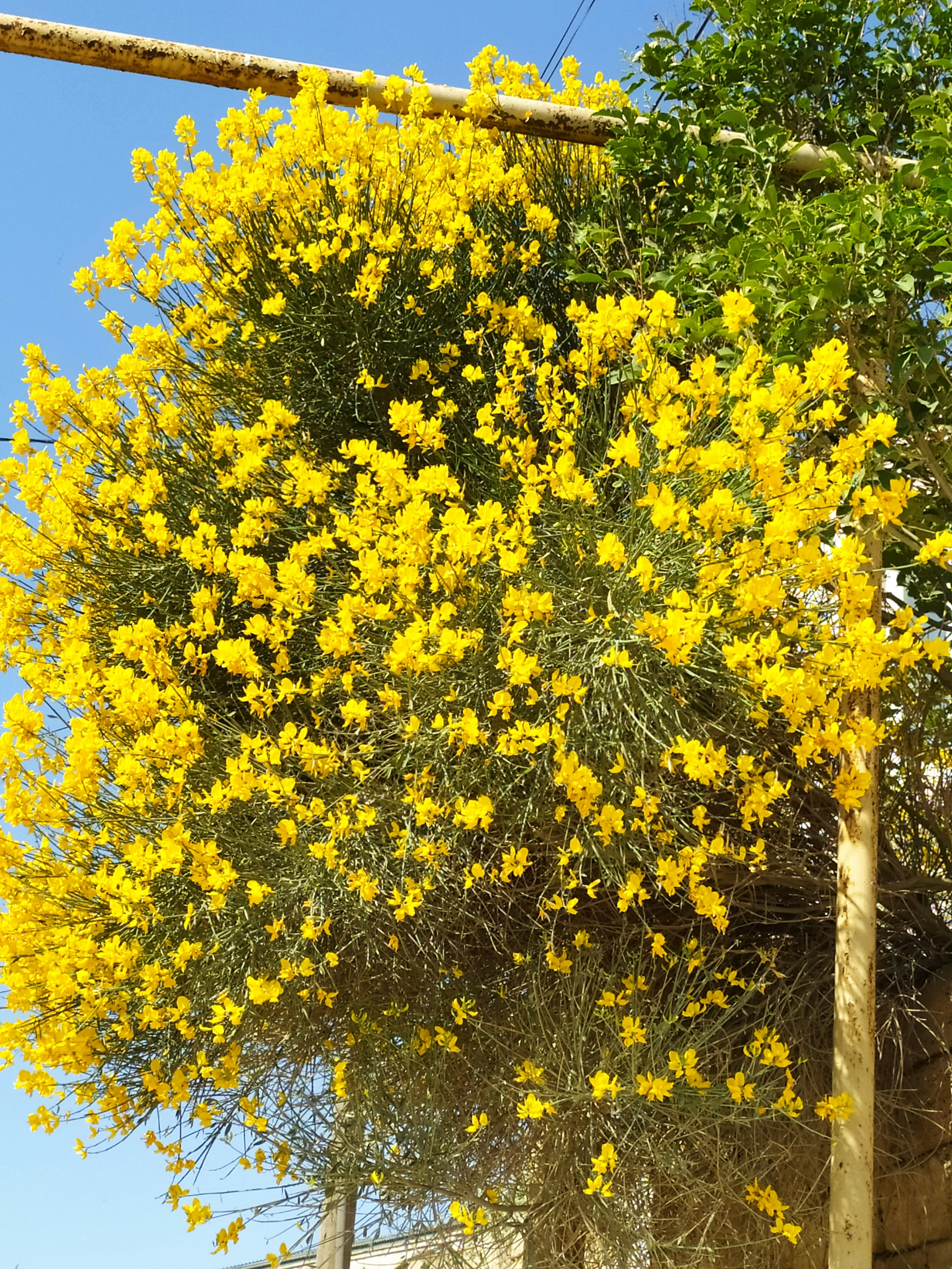 Sunlit tangle of golden blooms against a blue sky