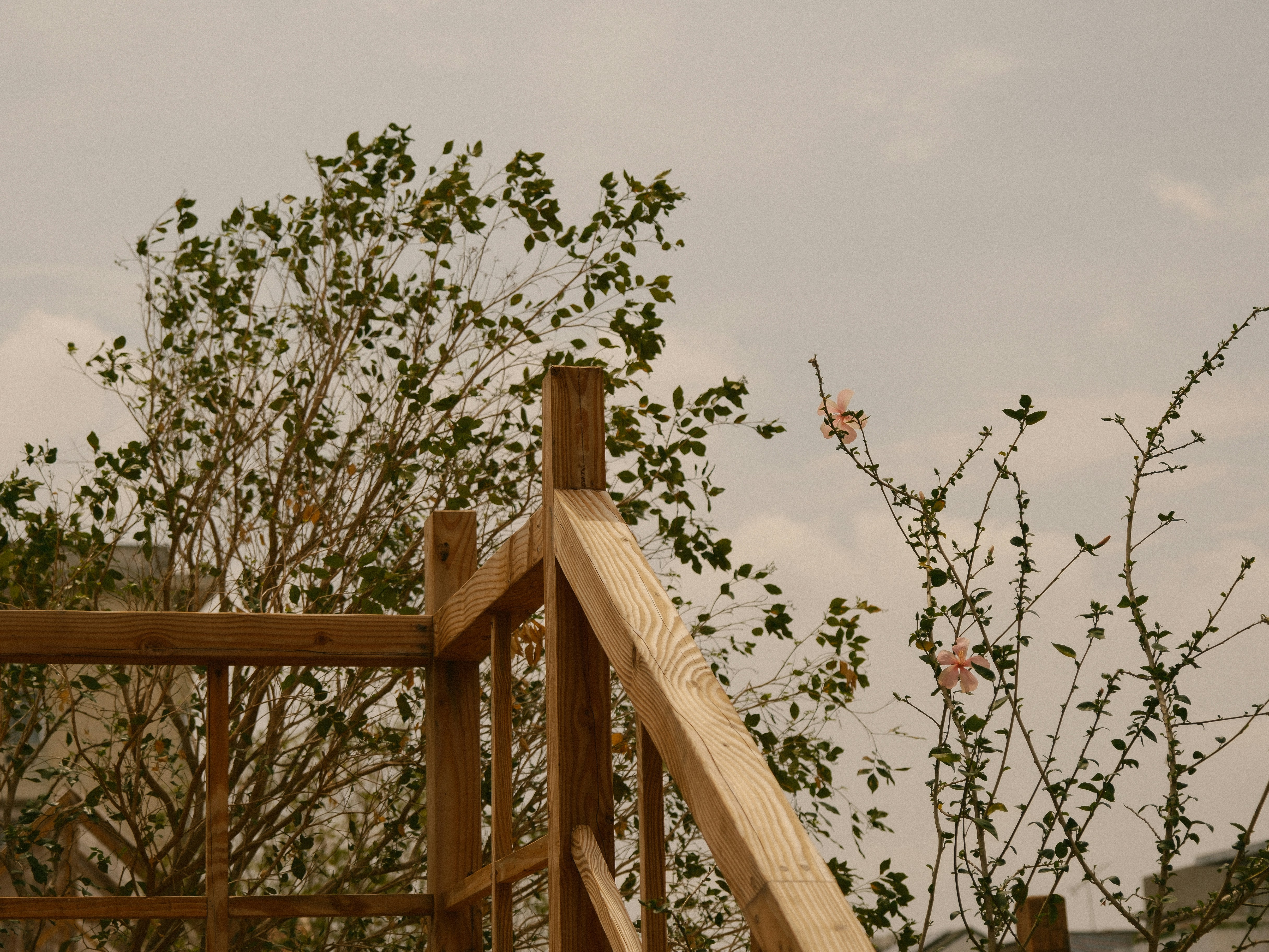 Crossbeam Convergence: A Wooden Corner Framed by Spring Branches