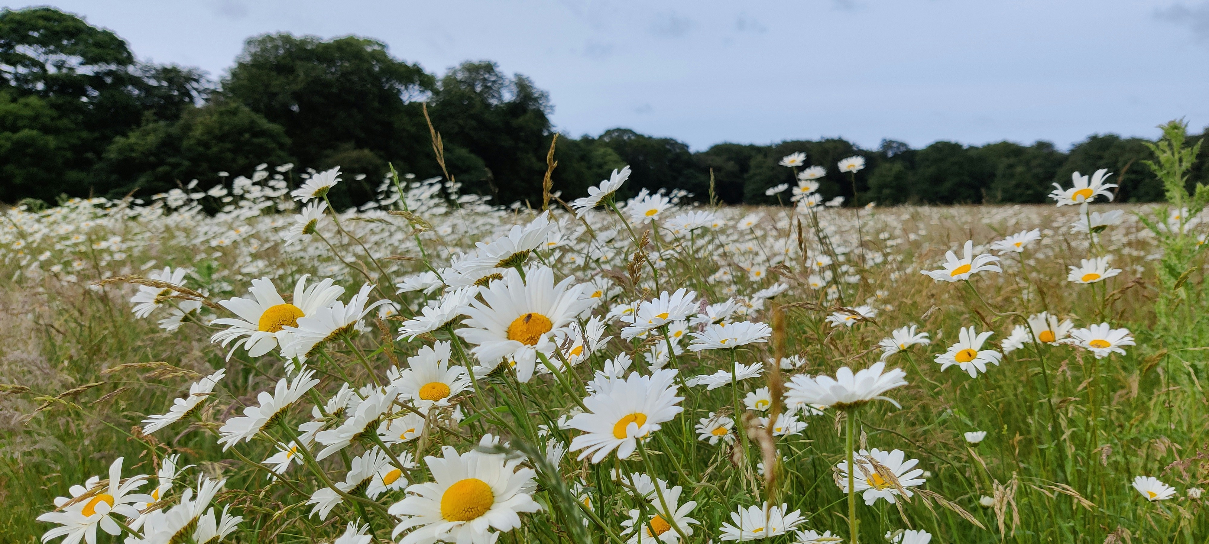 Field of White Daisies Under a Quiet Summer Sky