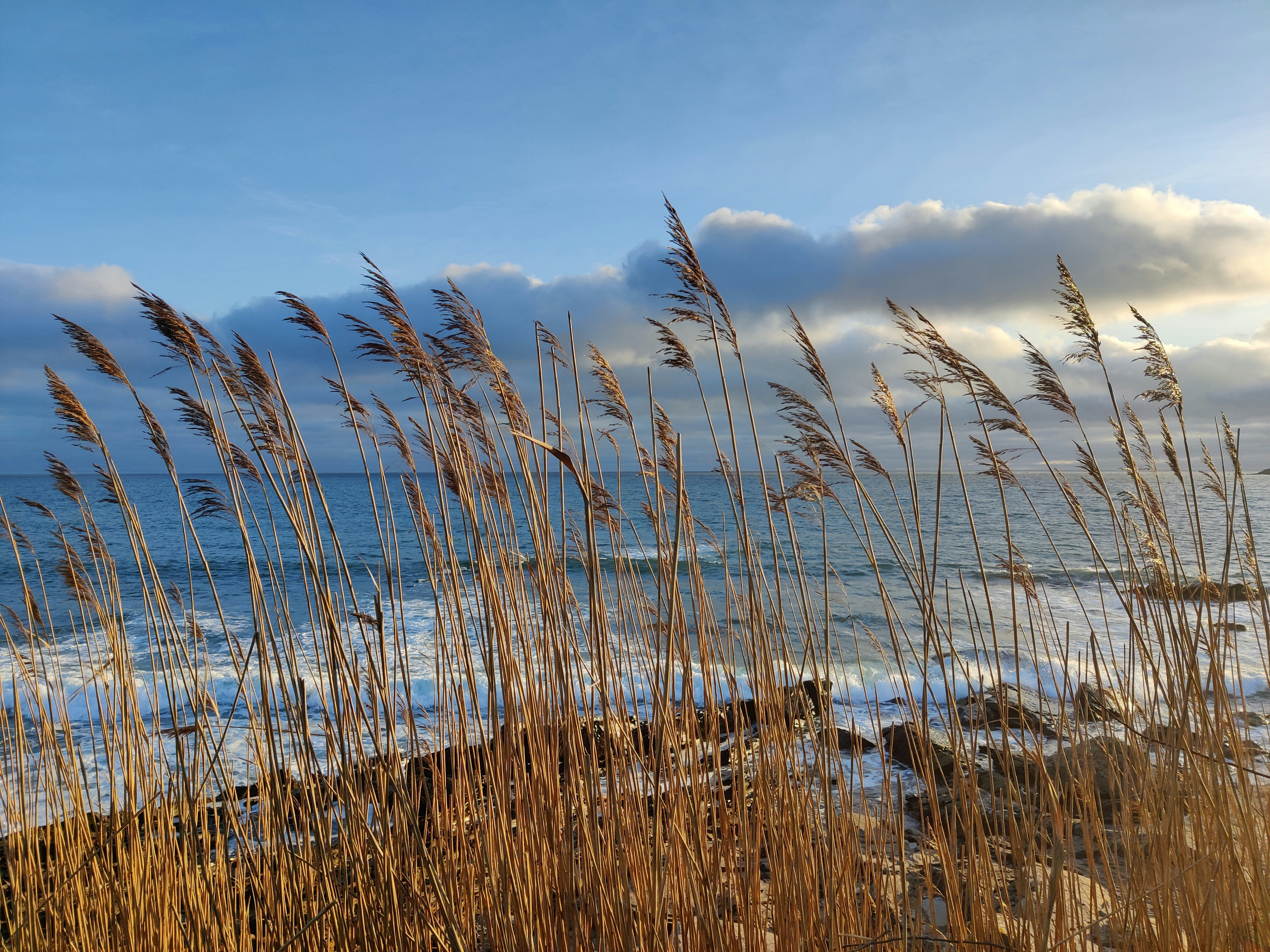 Tall reeds swaying in the breeze with a serene ocean backdrop under a cloud-streaked sky.