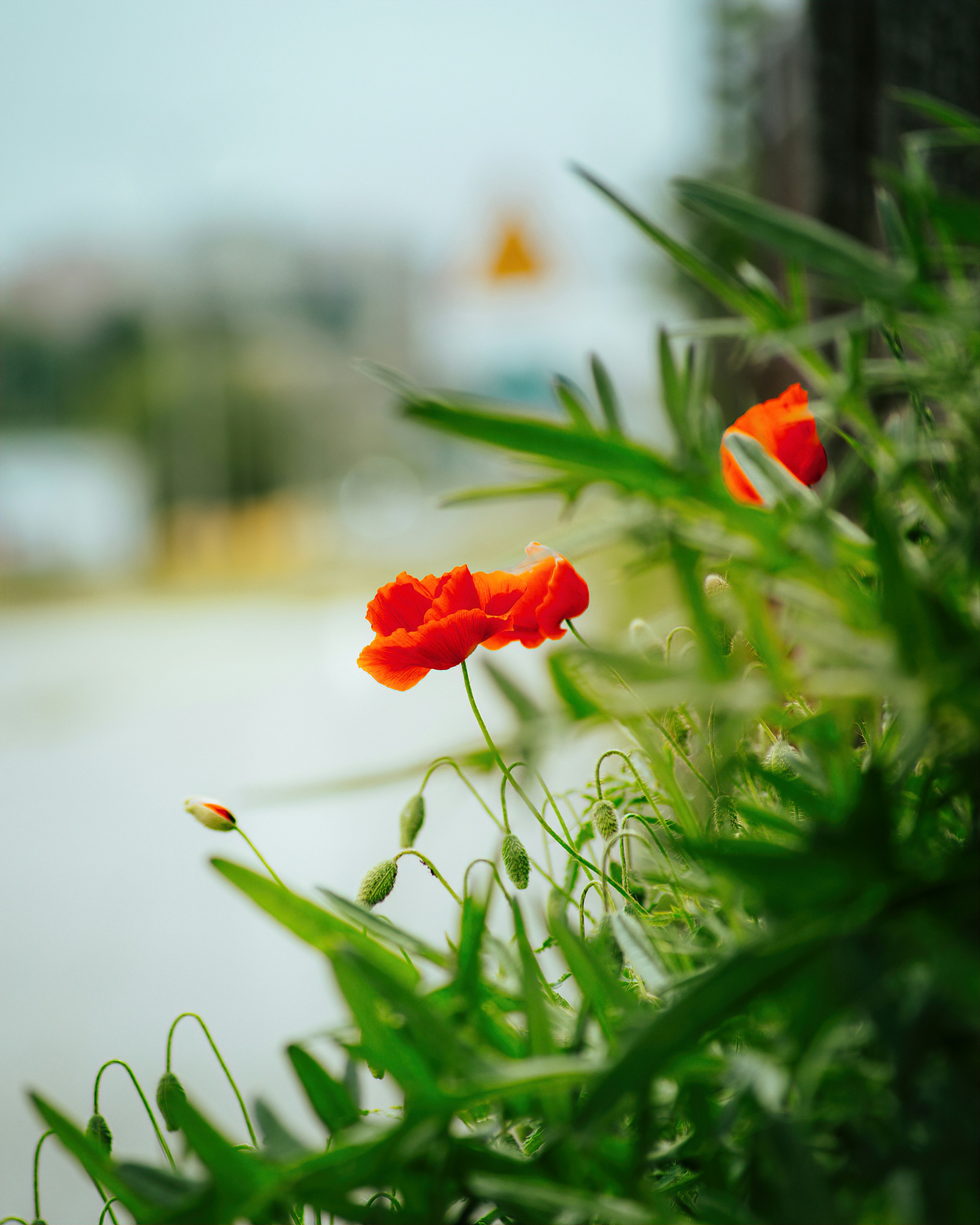 Orange Poppy in Velvet Blur: A roadside bloom framed by lush green tendrils