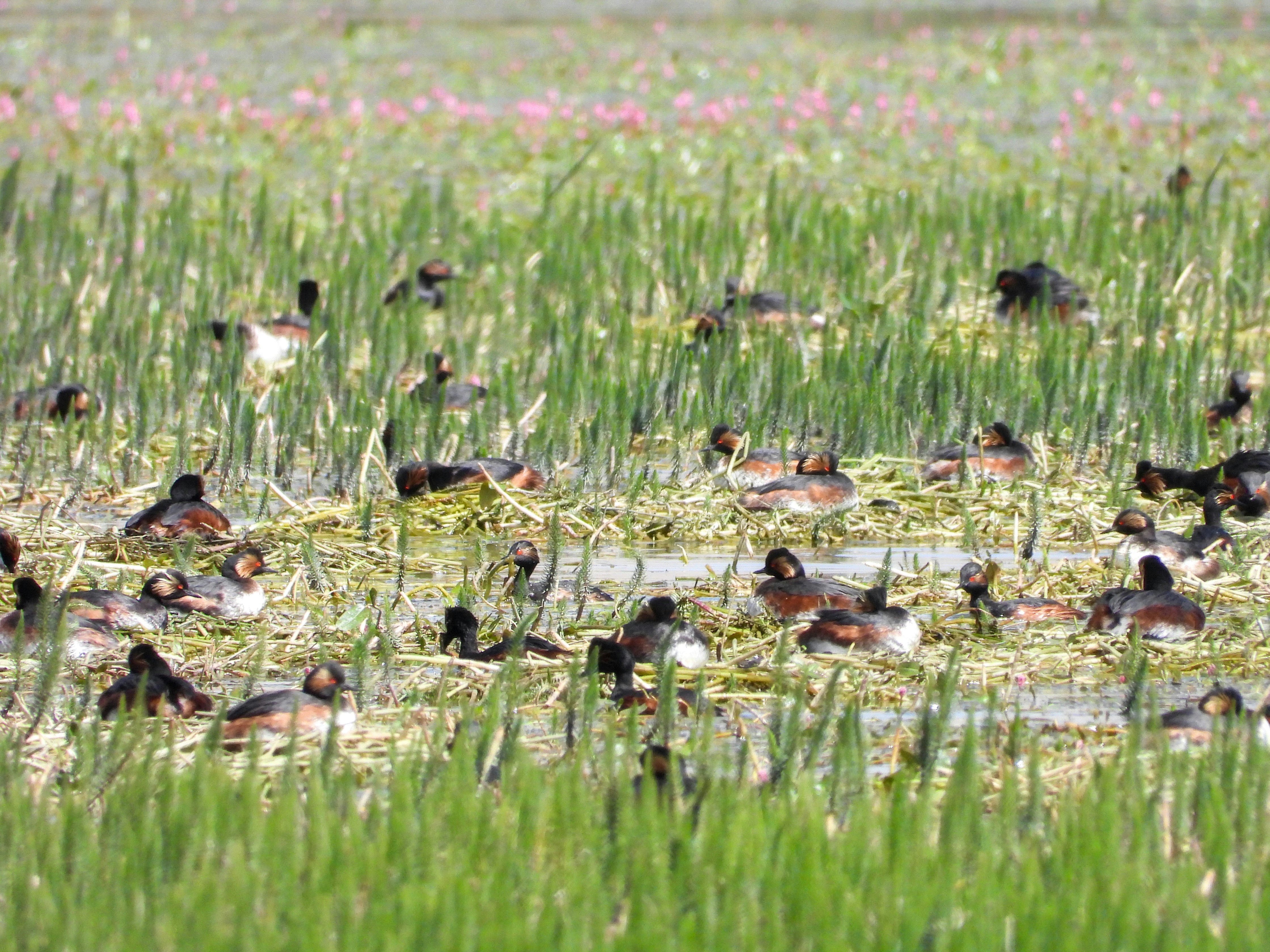 A flock of birds sitting on top of a lush green field photo – Free Bird ...