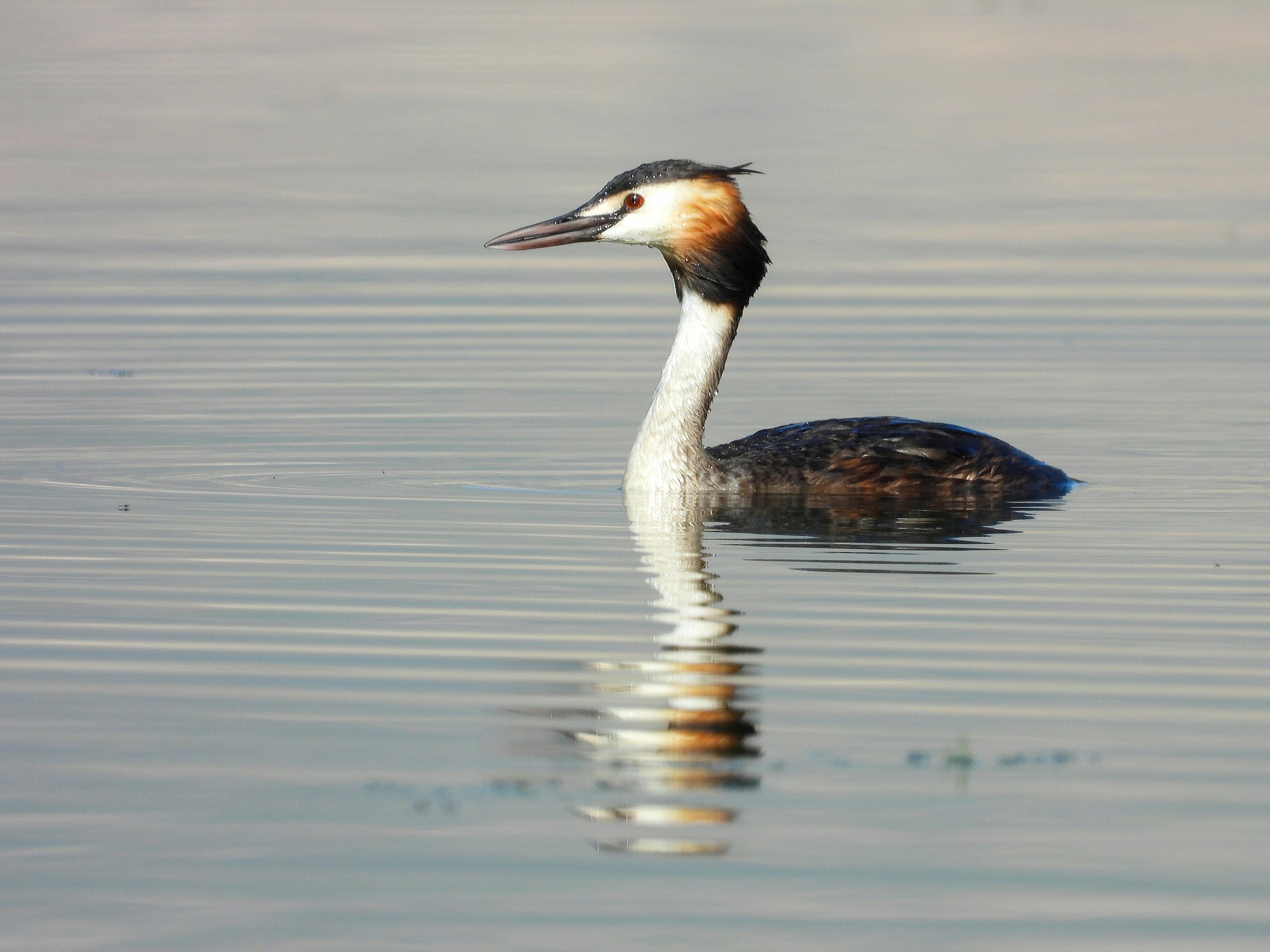 A bird floating on top of a body of water photo – Free Bird Image on ...