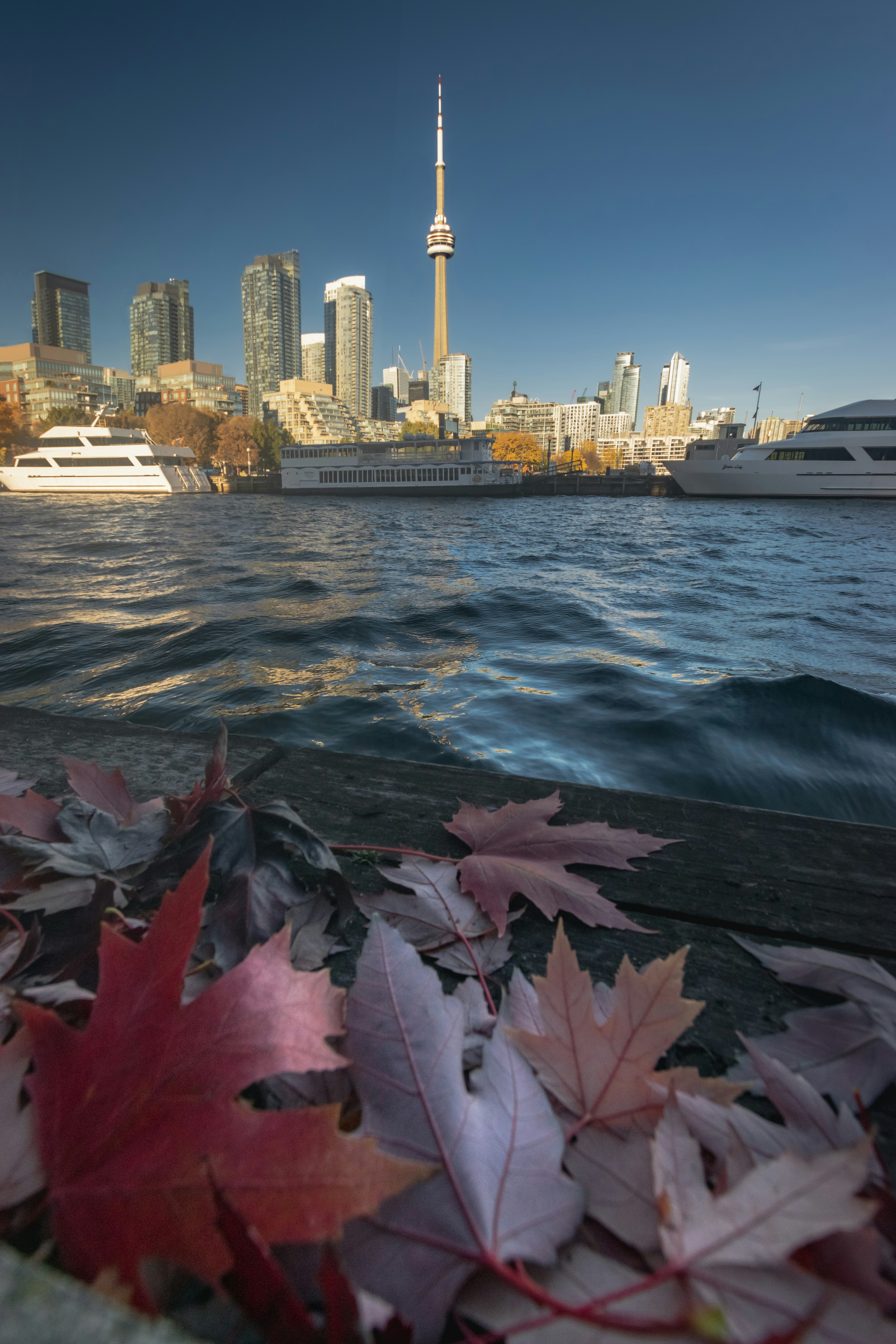 Autumn Leaves at the Harbour: Toronto's Skyline Rises Over Quiet Water