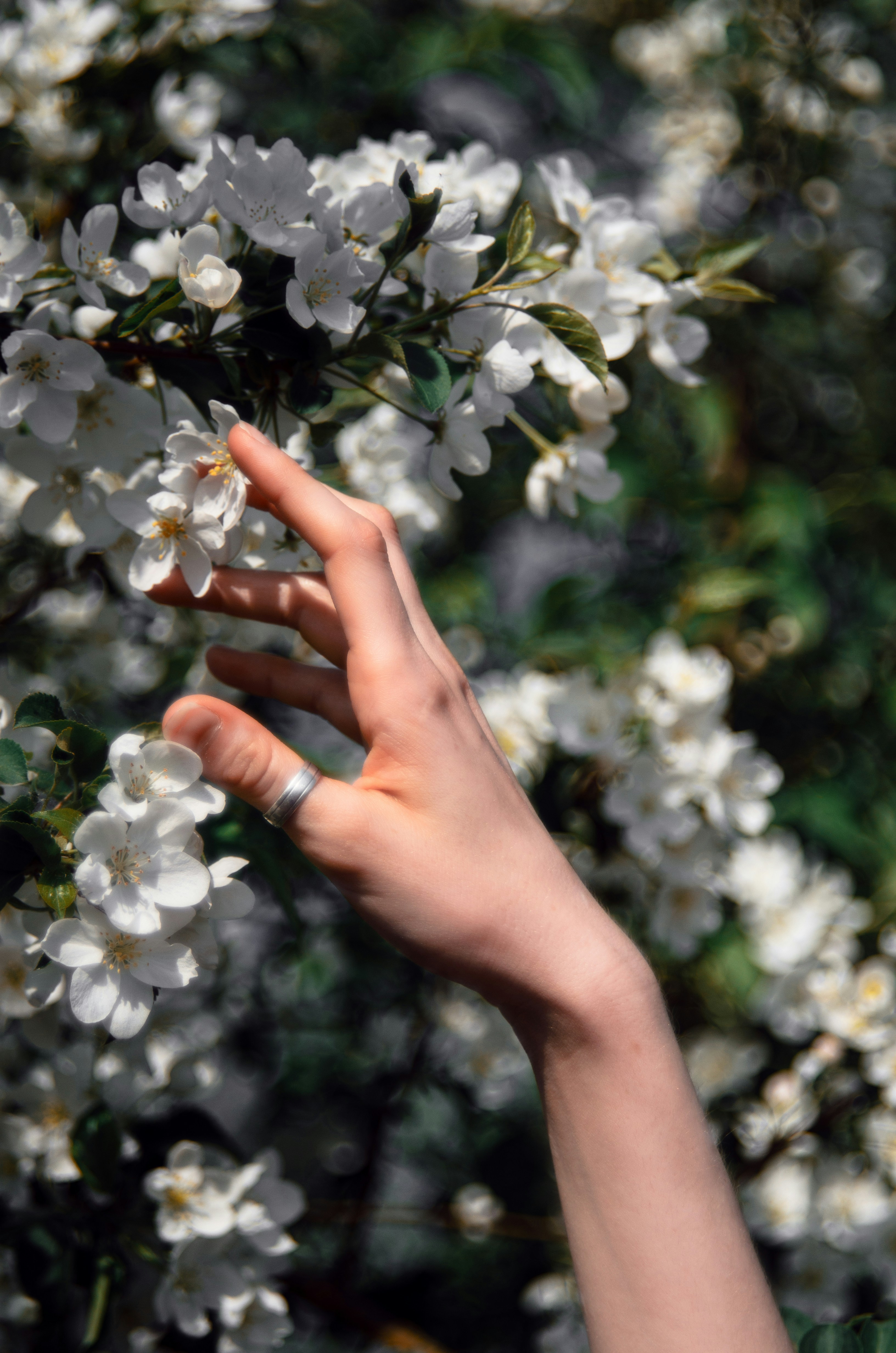Touch of Spring: A Gentle Hand Reaches Through White Blossom Clusters