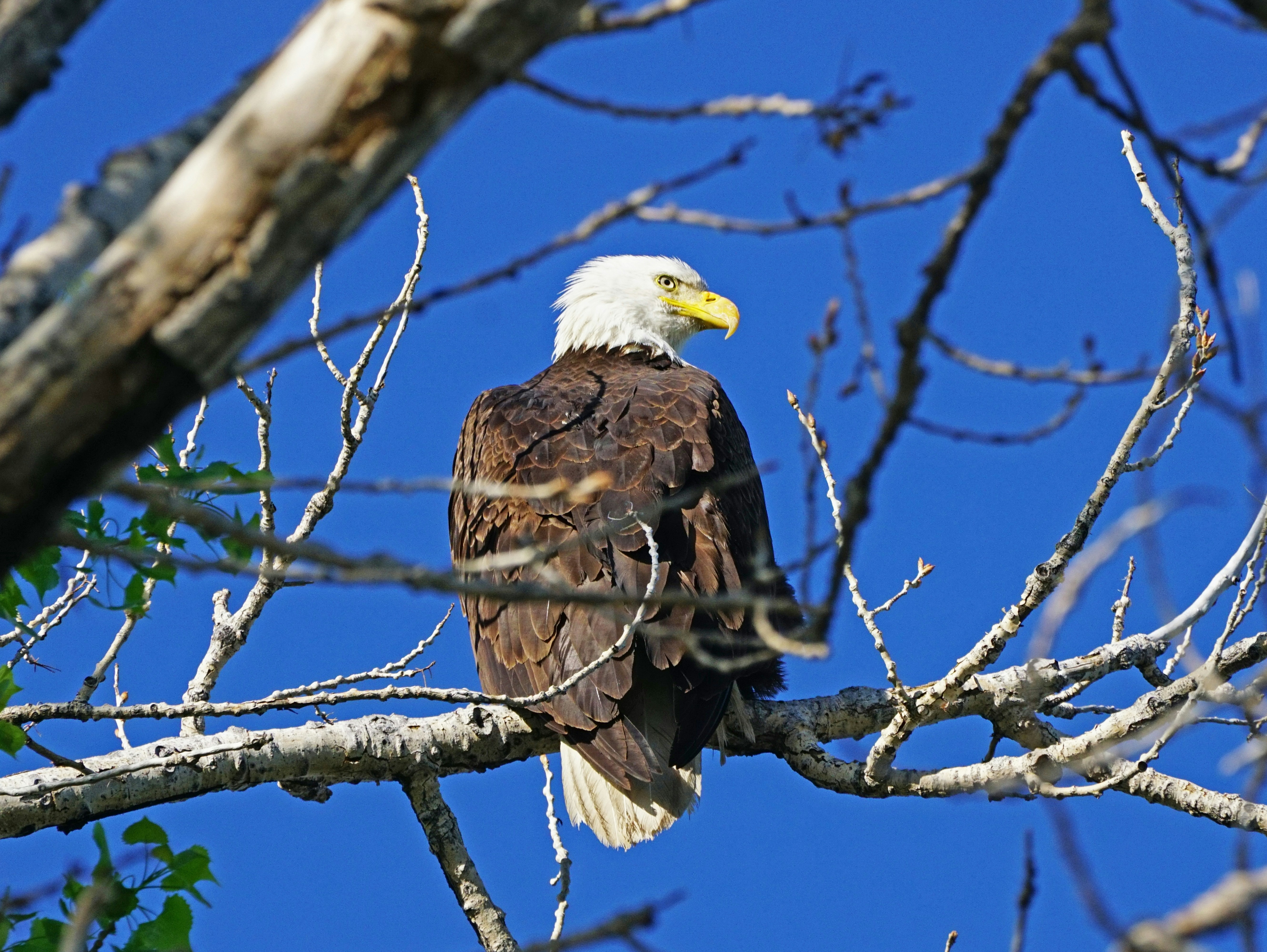Bald eagle perched on a branch against a vibrant blue sky.