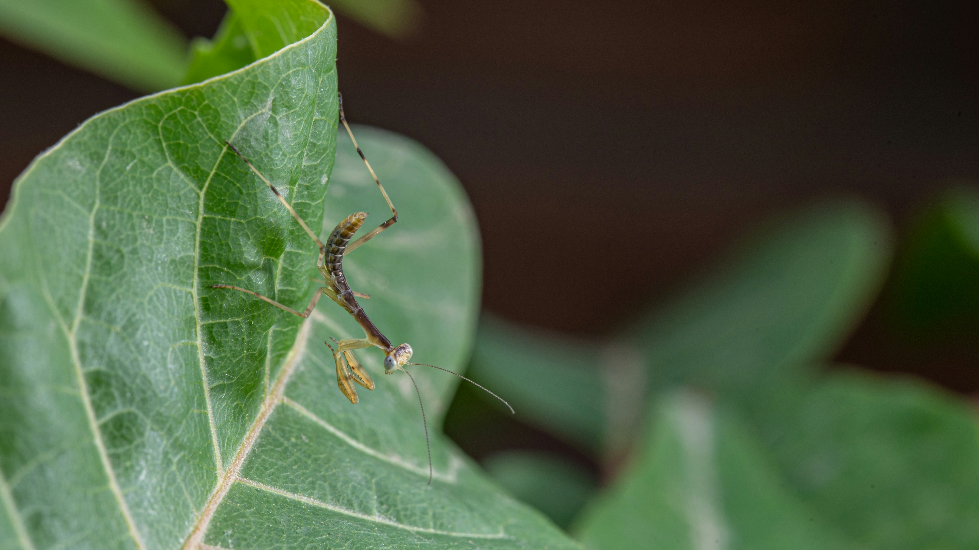 A close up of a bug on a leaf photo – Free Mantis Image on Unsplash