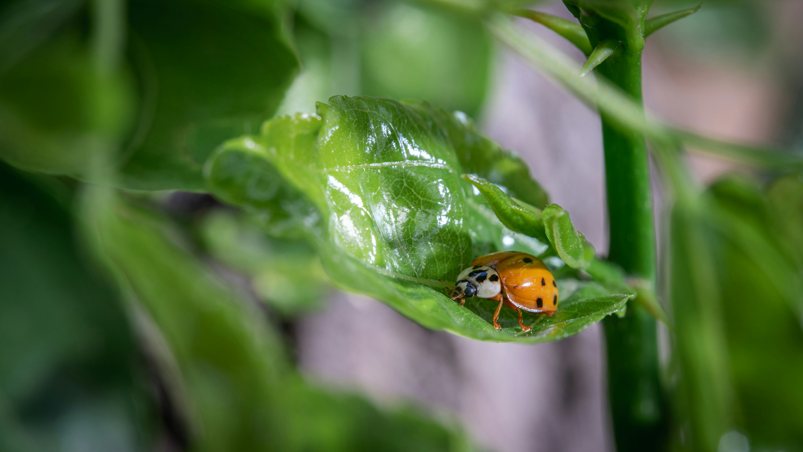 ladybug
