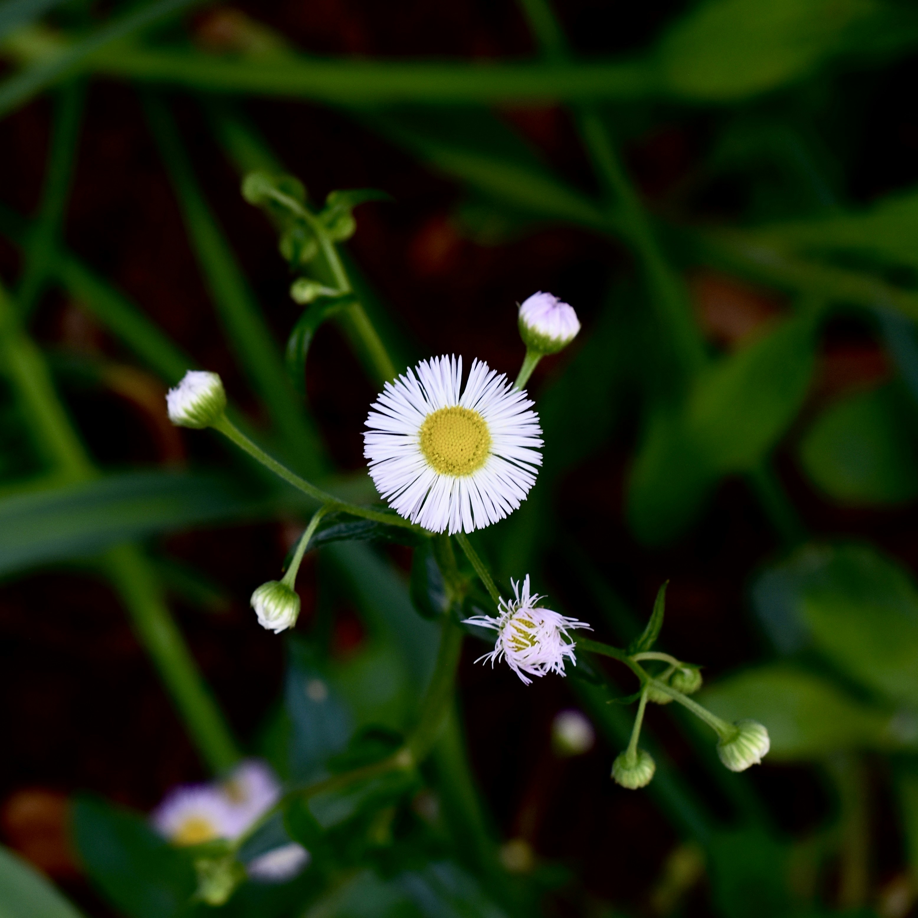 Petite Daisy Crown: White-tipped Flowers Amid Green Veil